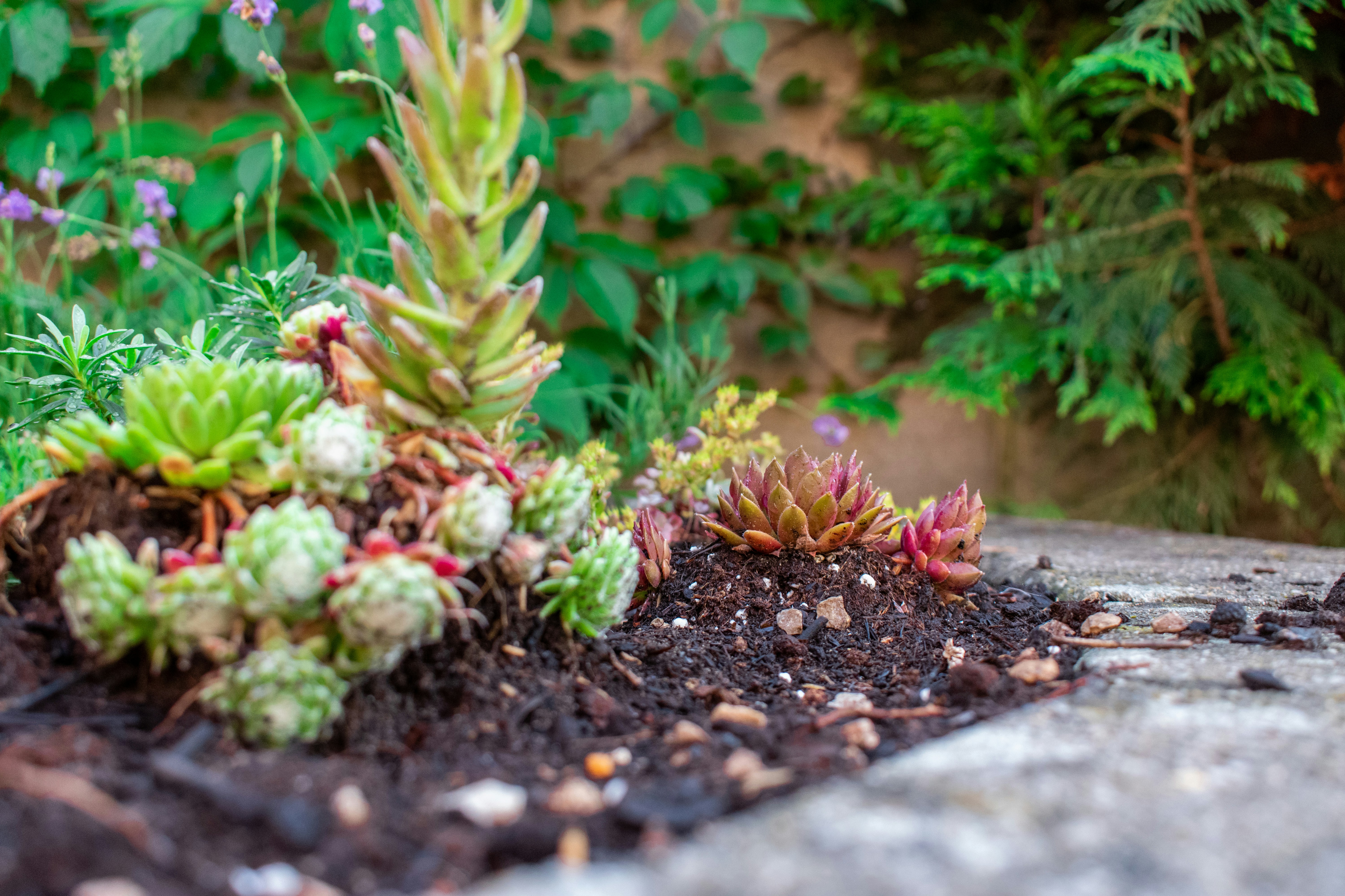 A bunch of plants that are sitting in the dirt photo – Free Belgium ...