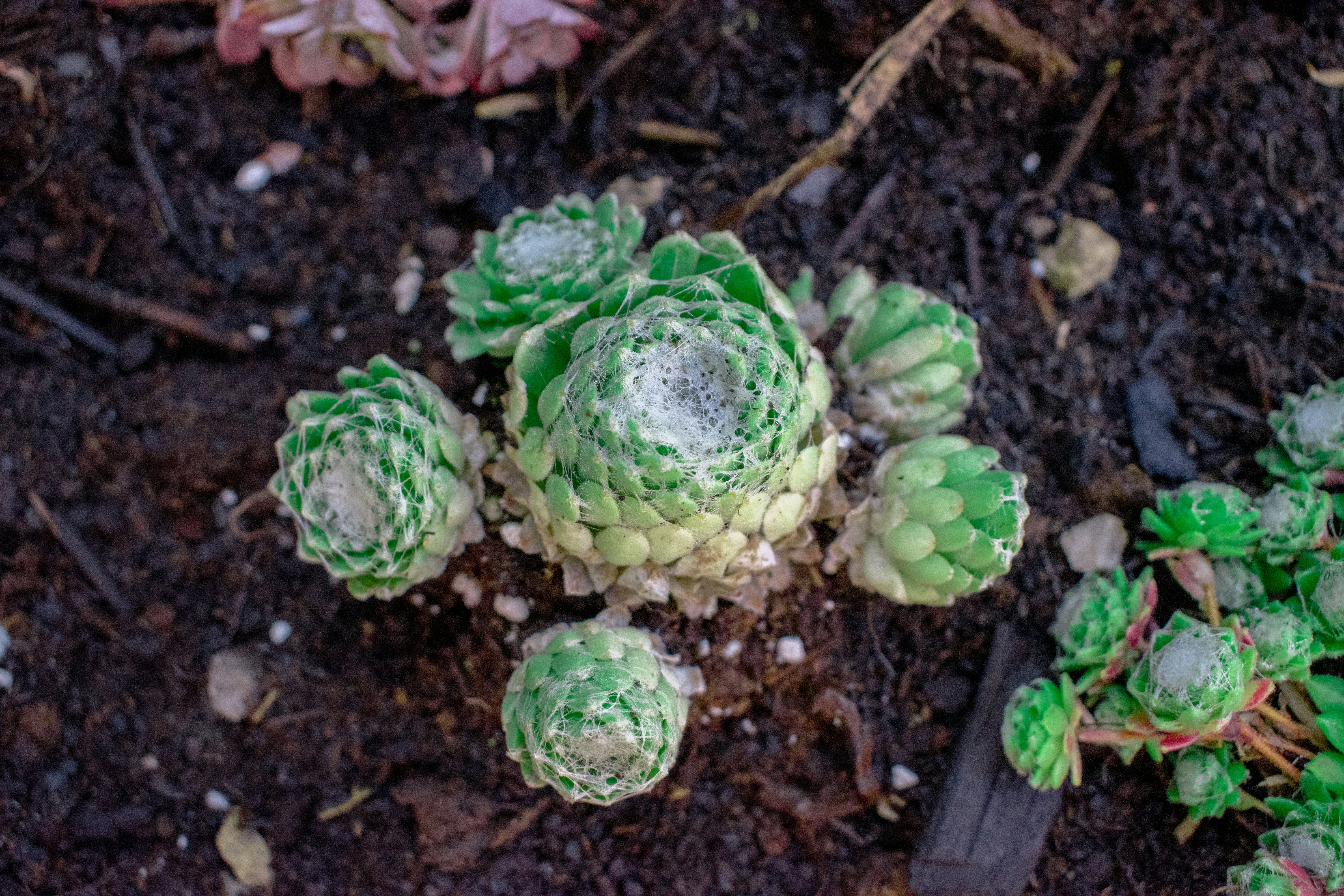 Photo by Bo Schoonejans with Nikon D5600