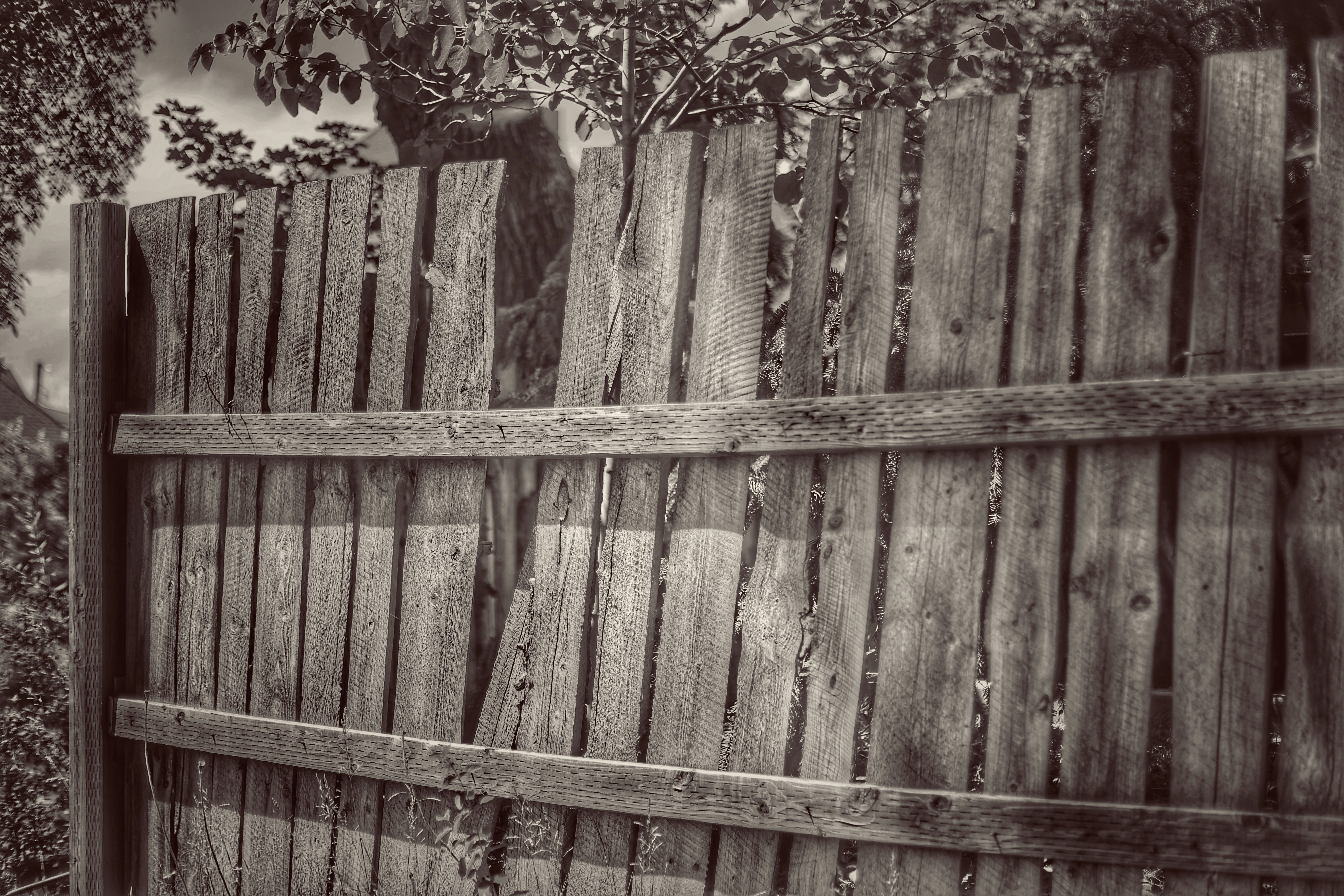 A wooden fence with vines growing on it photo – Free Wood Image on Unsplash