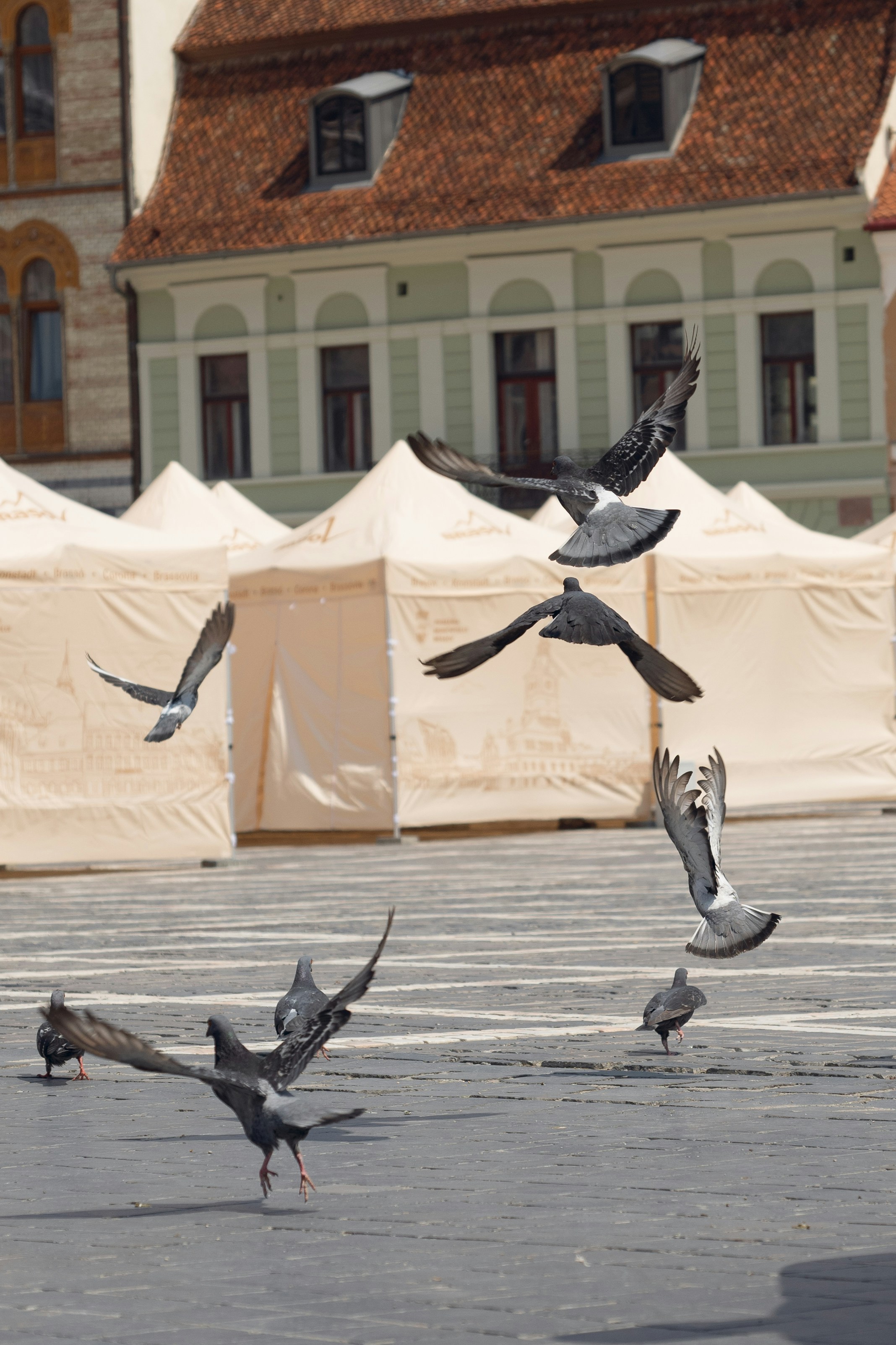 Pigeons taking flight in a cobblestone square with historic buildings and white tents in the background.