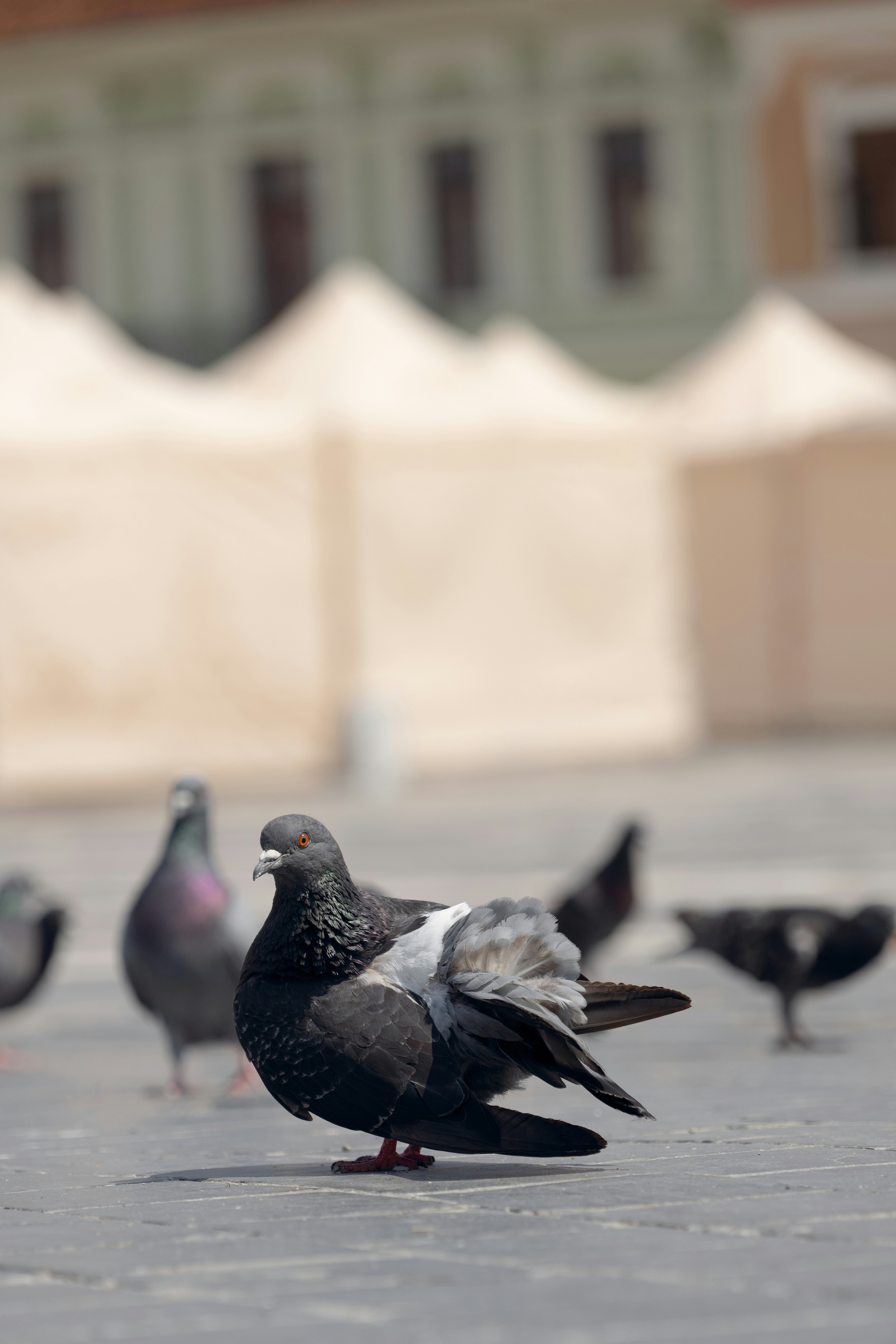 Solo Sentinel on Stone: A Pigeon in Sharp Focus Amid Market Tents