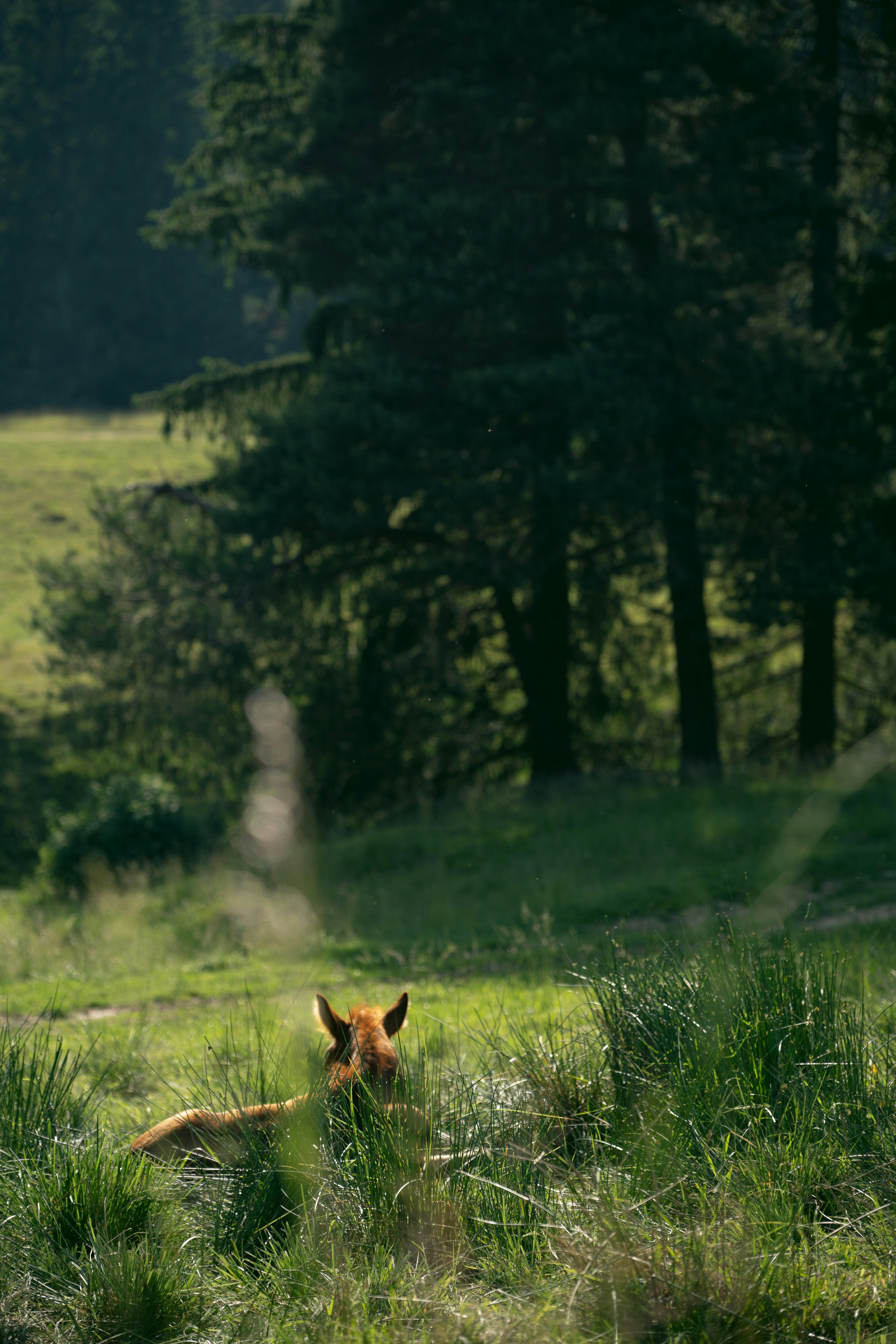 Hidden Doe in the Meadow: A Quiet Glow Beyond the Pines