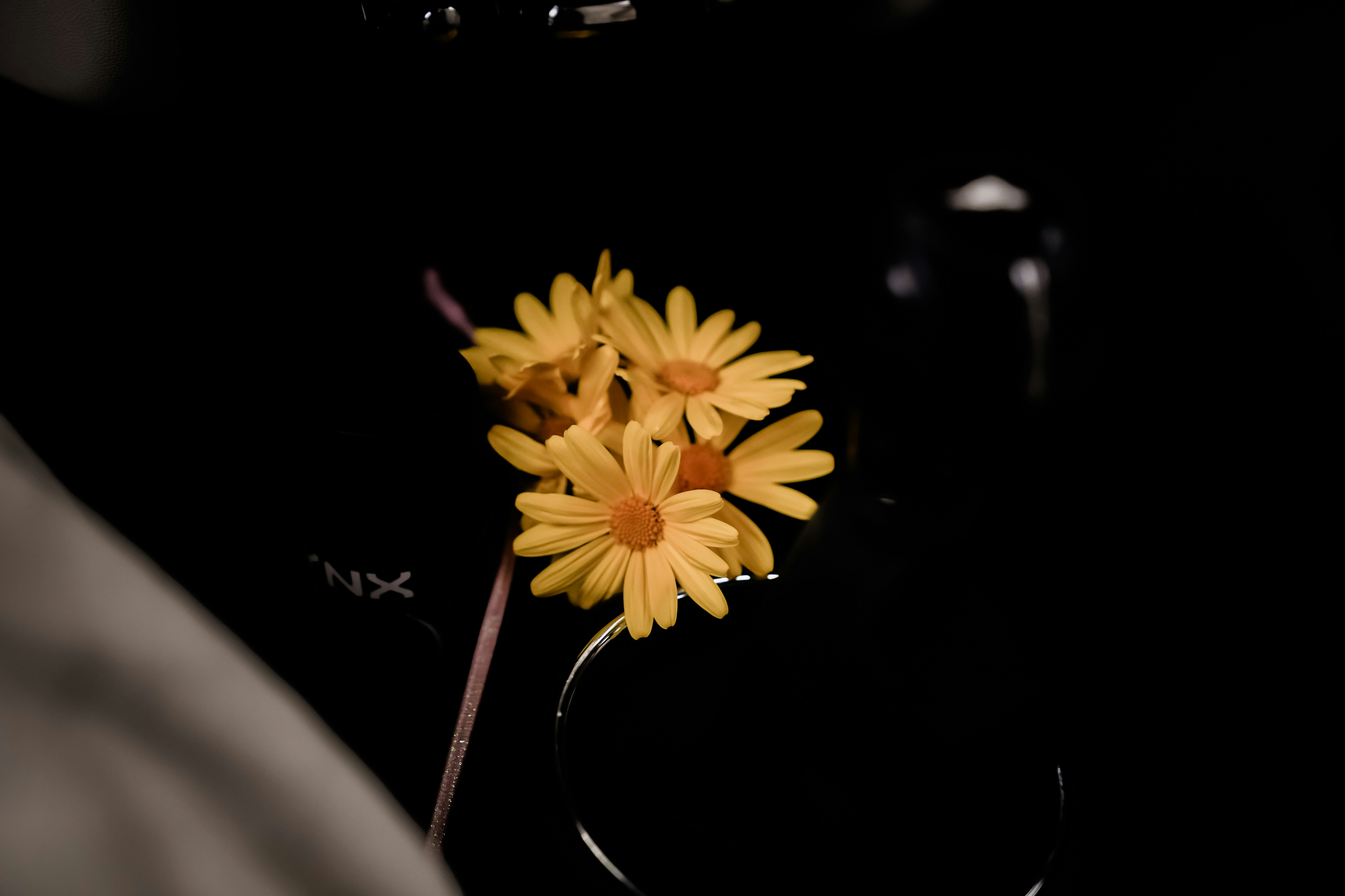 Two Sunlit Daisies in a Velvet-Dark Studio Still Life