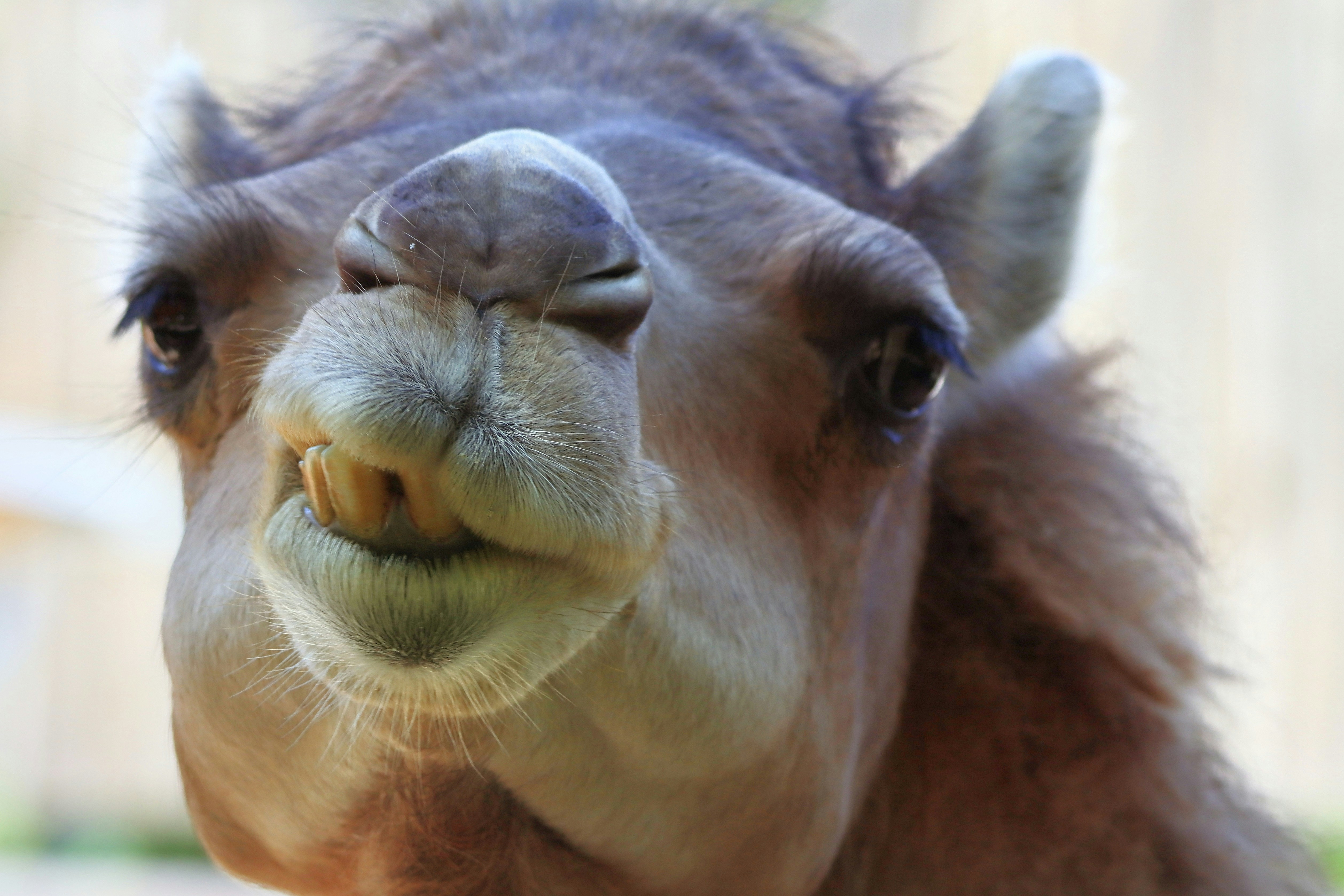 Cheeky Close-Up: A Camel's Curious Snout in Focus