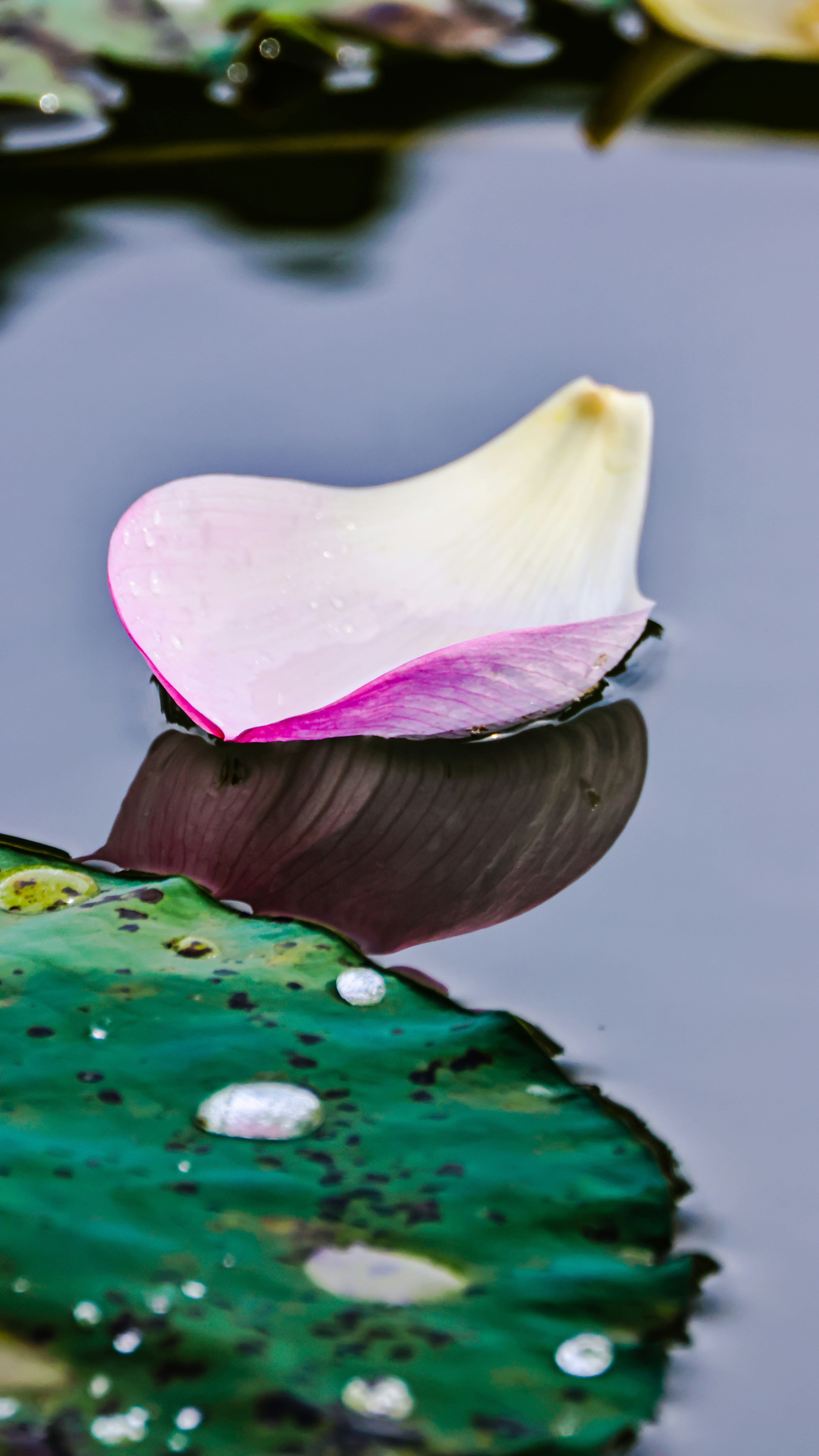 Floating Pink-White Petal, a Quiet Mirror on the Pond