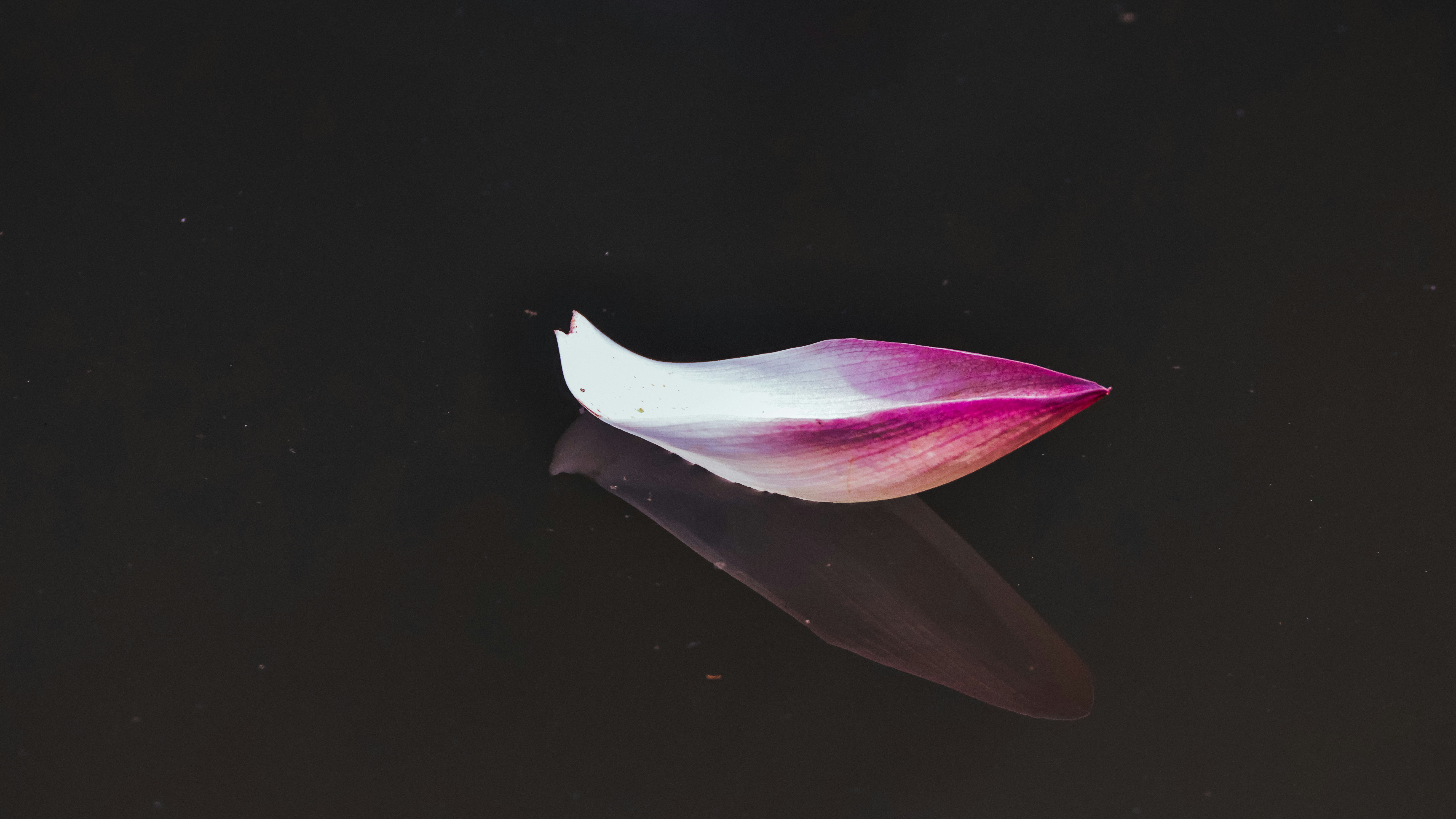Petal Drift on a Black Mirror