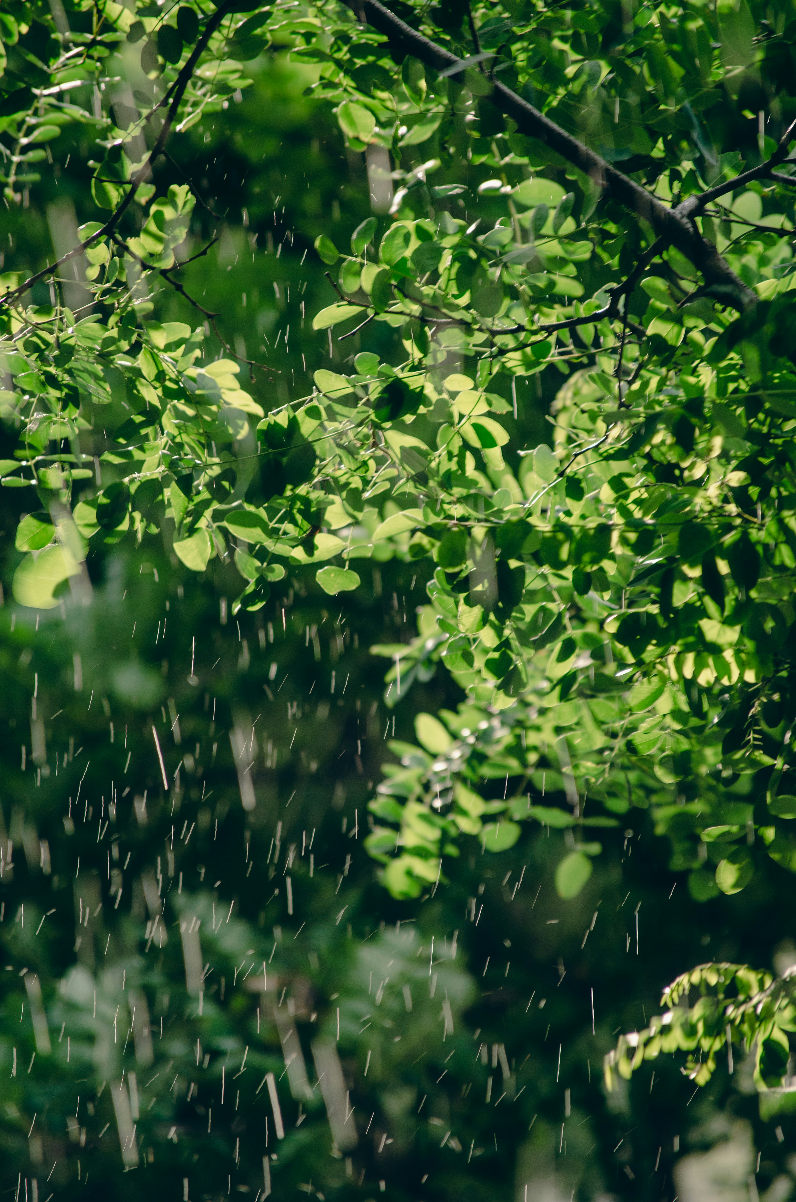 A tree with lots of green leaves in the rain photo – Free Land Image on ...