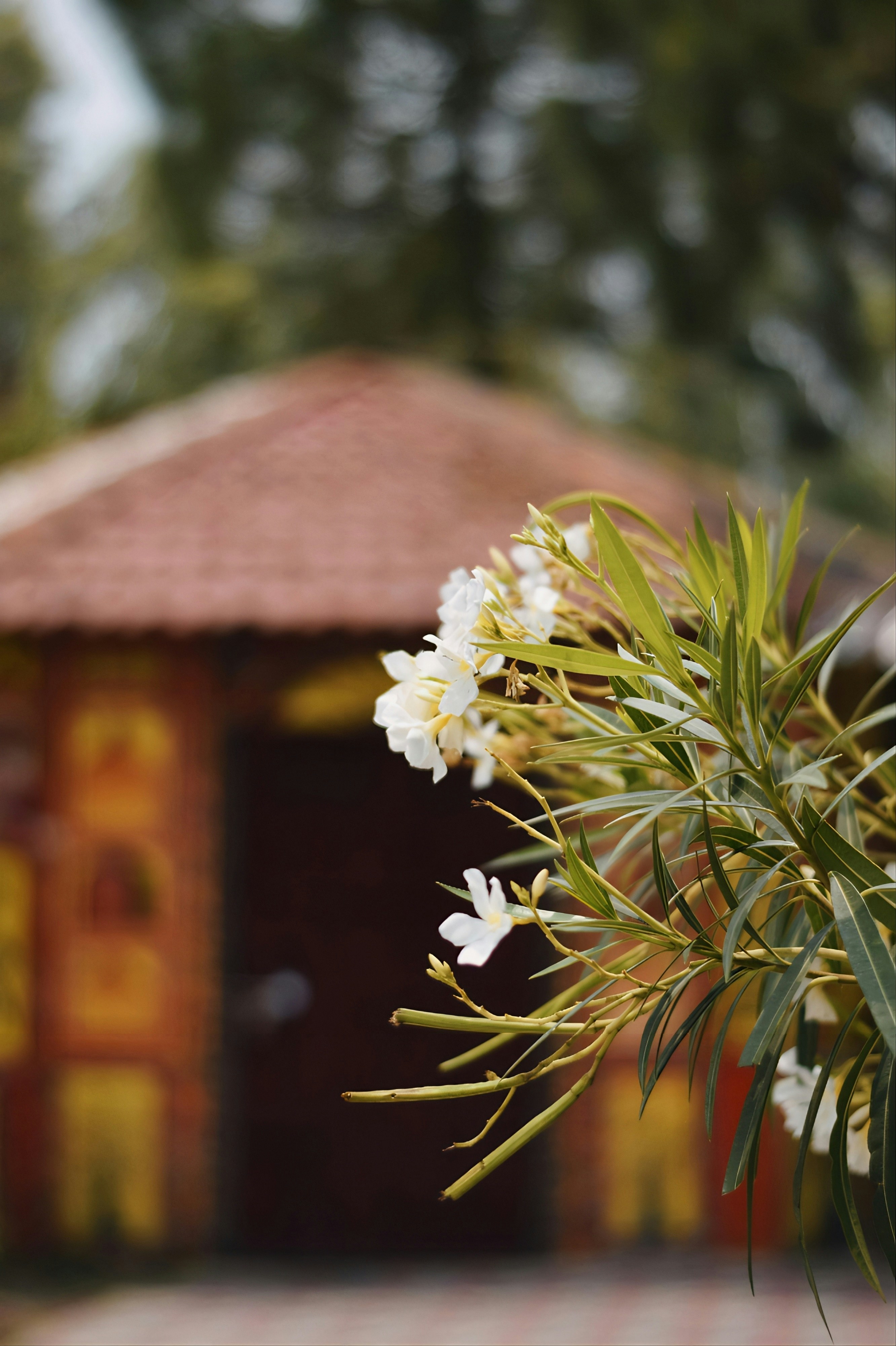 Photo by Siddharth Sharma with Nikon D5600