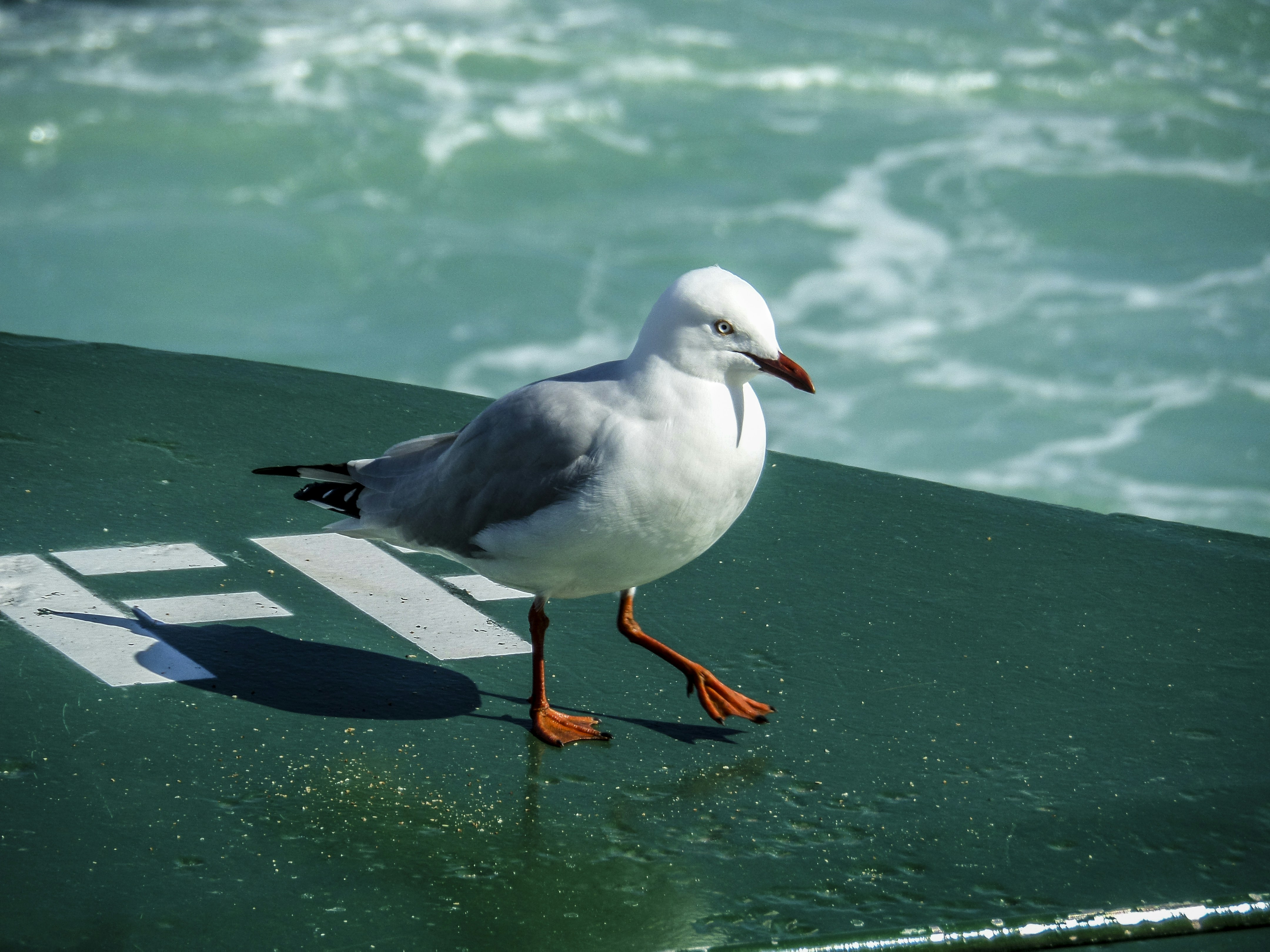 Seagull with bright orange legs walking on a green surface near vibrant turquoise water.