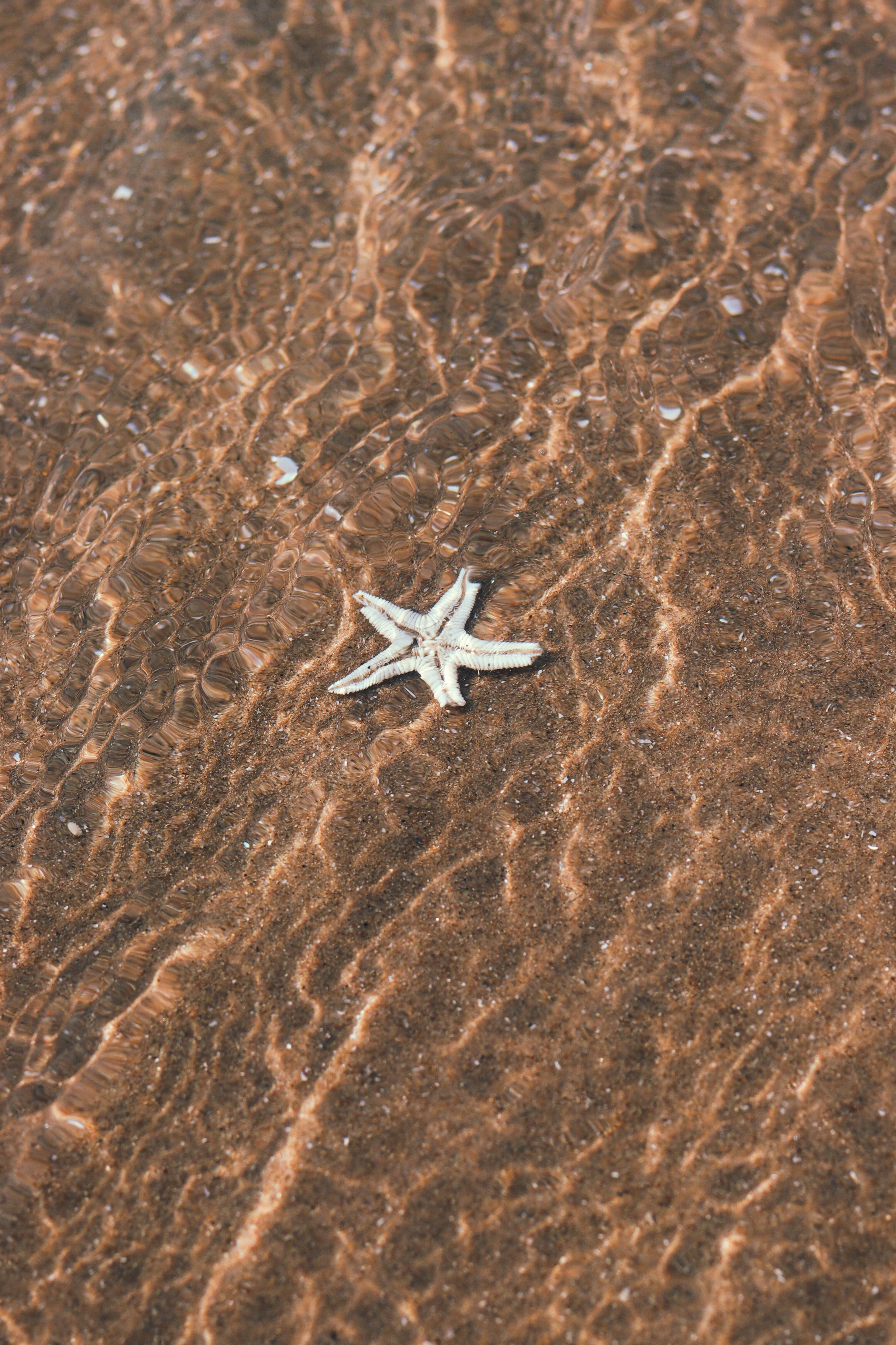 Una estrella de mar blanca acostada en la cima de una playa de arena ...