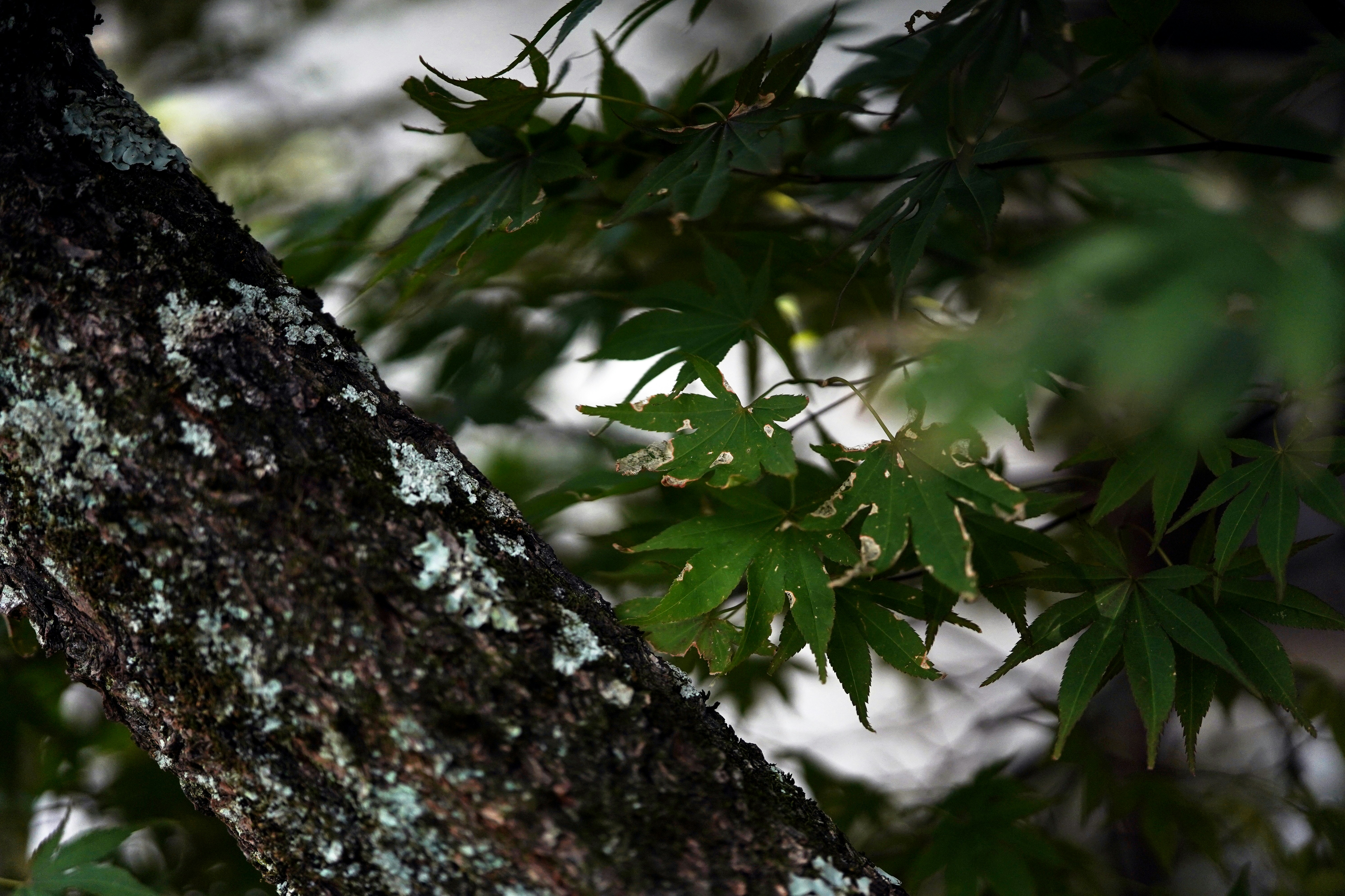 Rough Bark and Maple Leaves in Diffused Dusk Light
