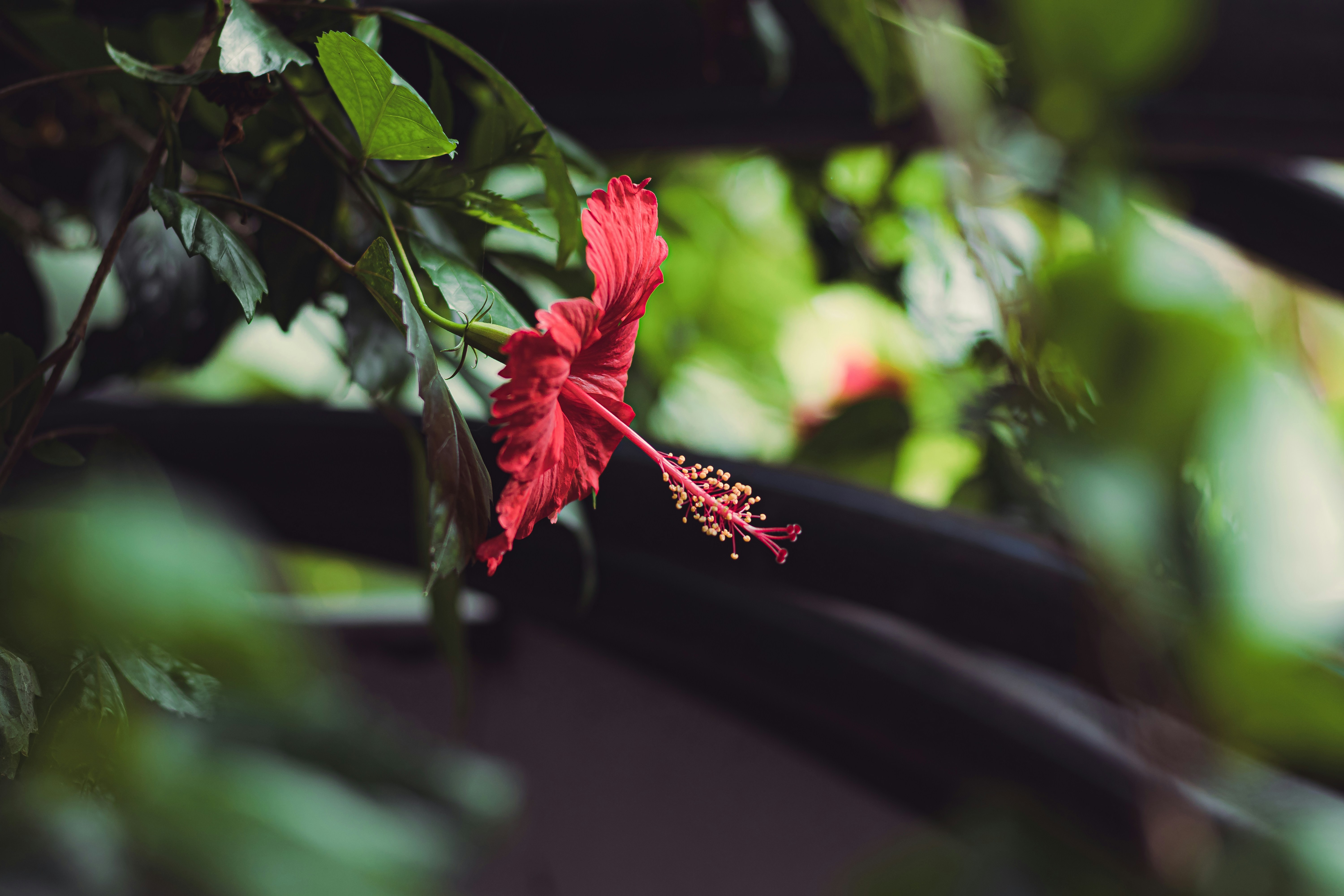 Crimson Hibiscus in Soft Focus: A Quiet Garden Bloom