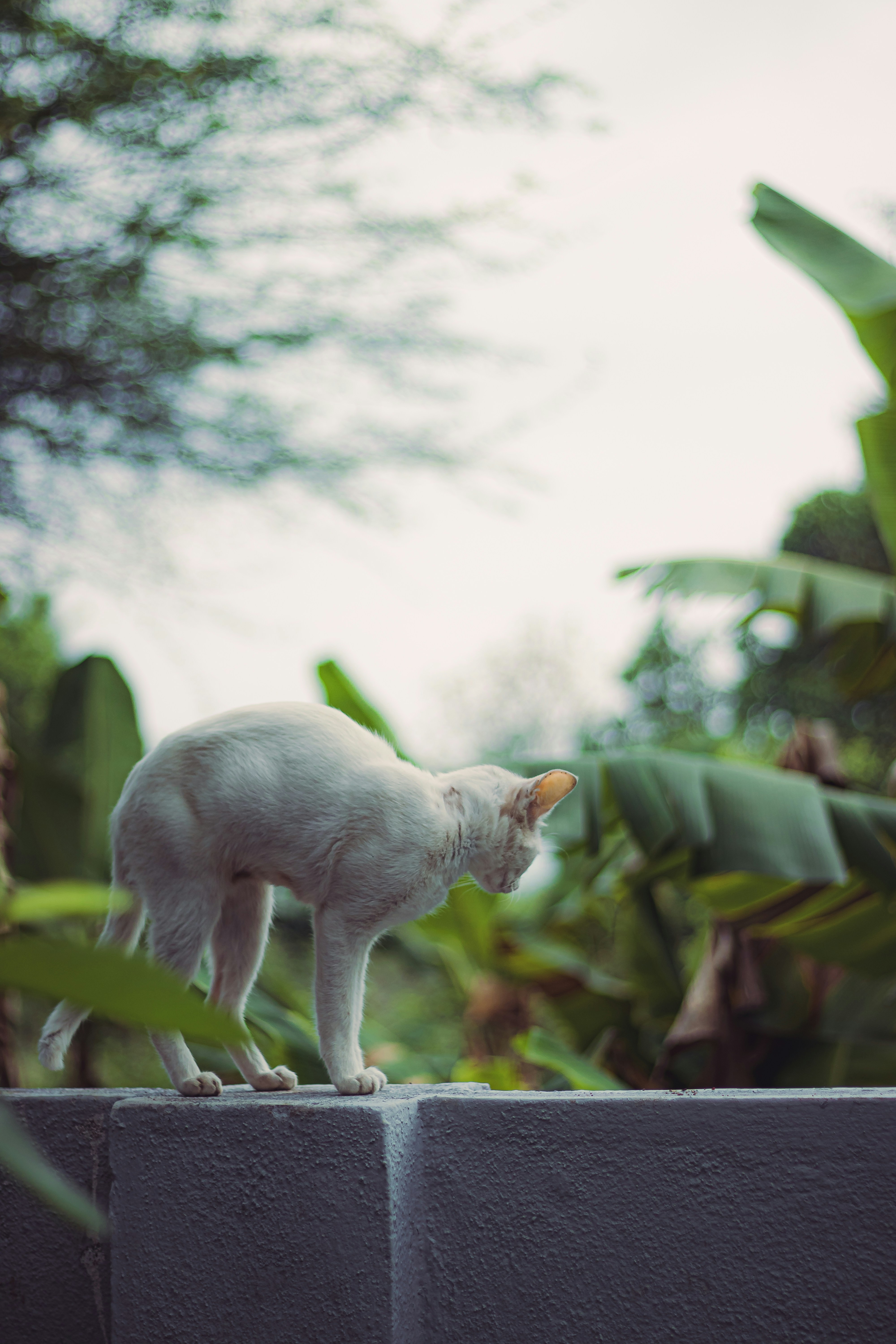 Quiet Gaze: A Catpausing on a Concrete Ledge