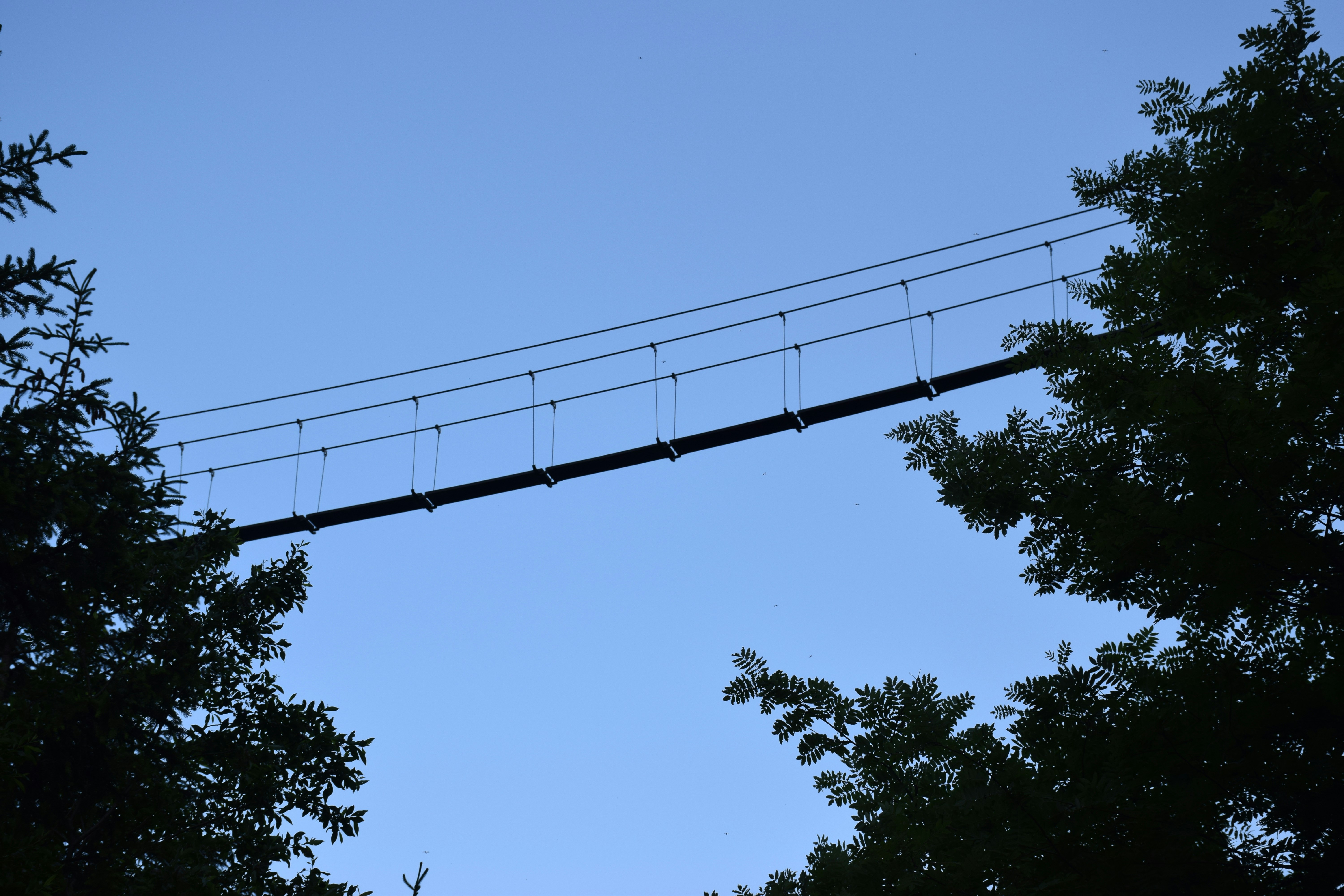 A suspension bridge suspended over a forest filled with trees photo ...