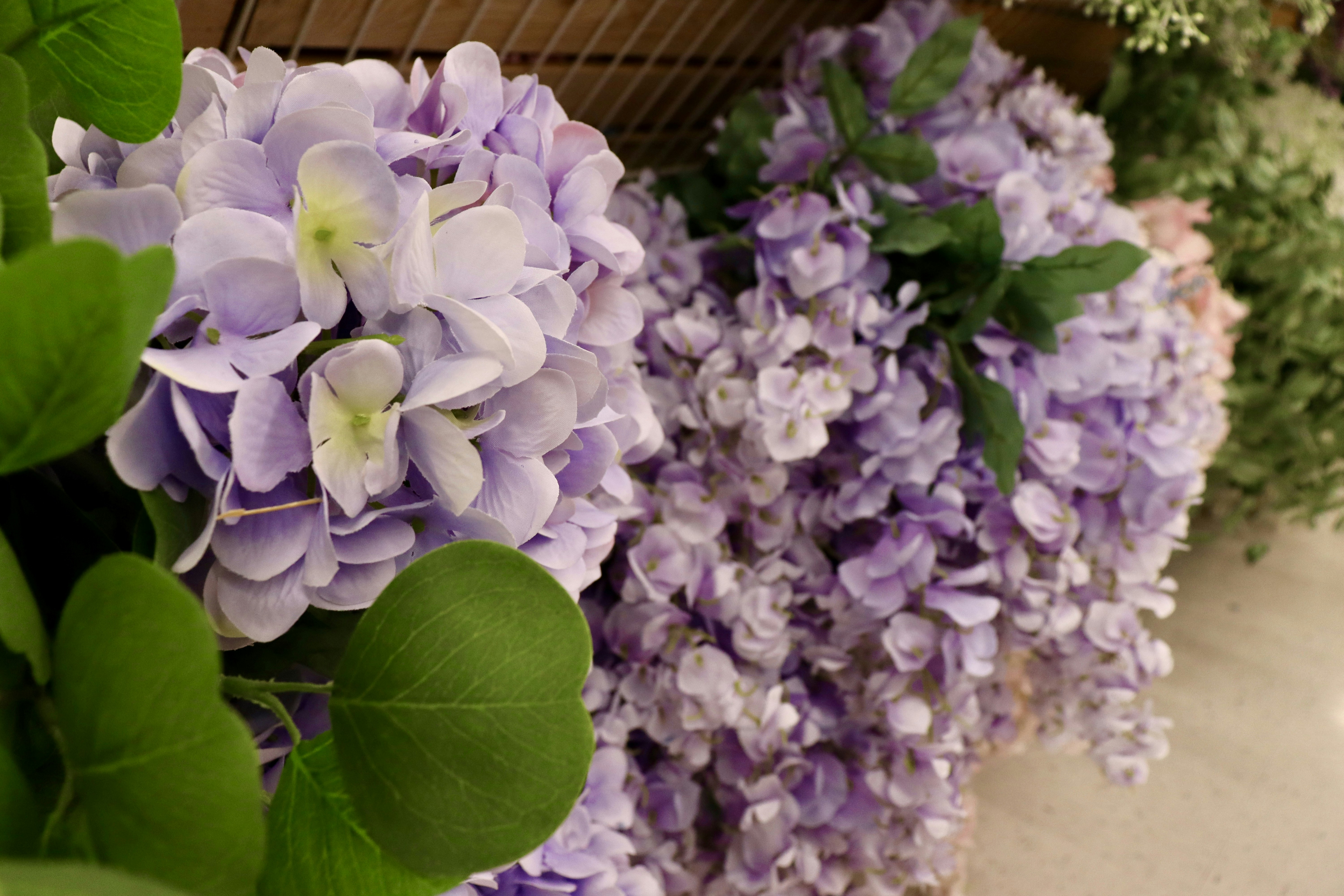 Lavender Fanfare: Close-Up of Hydrangea Blossoms Along a Quiet Path