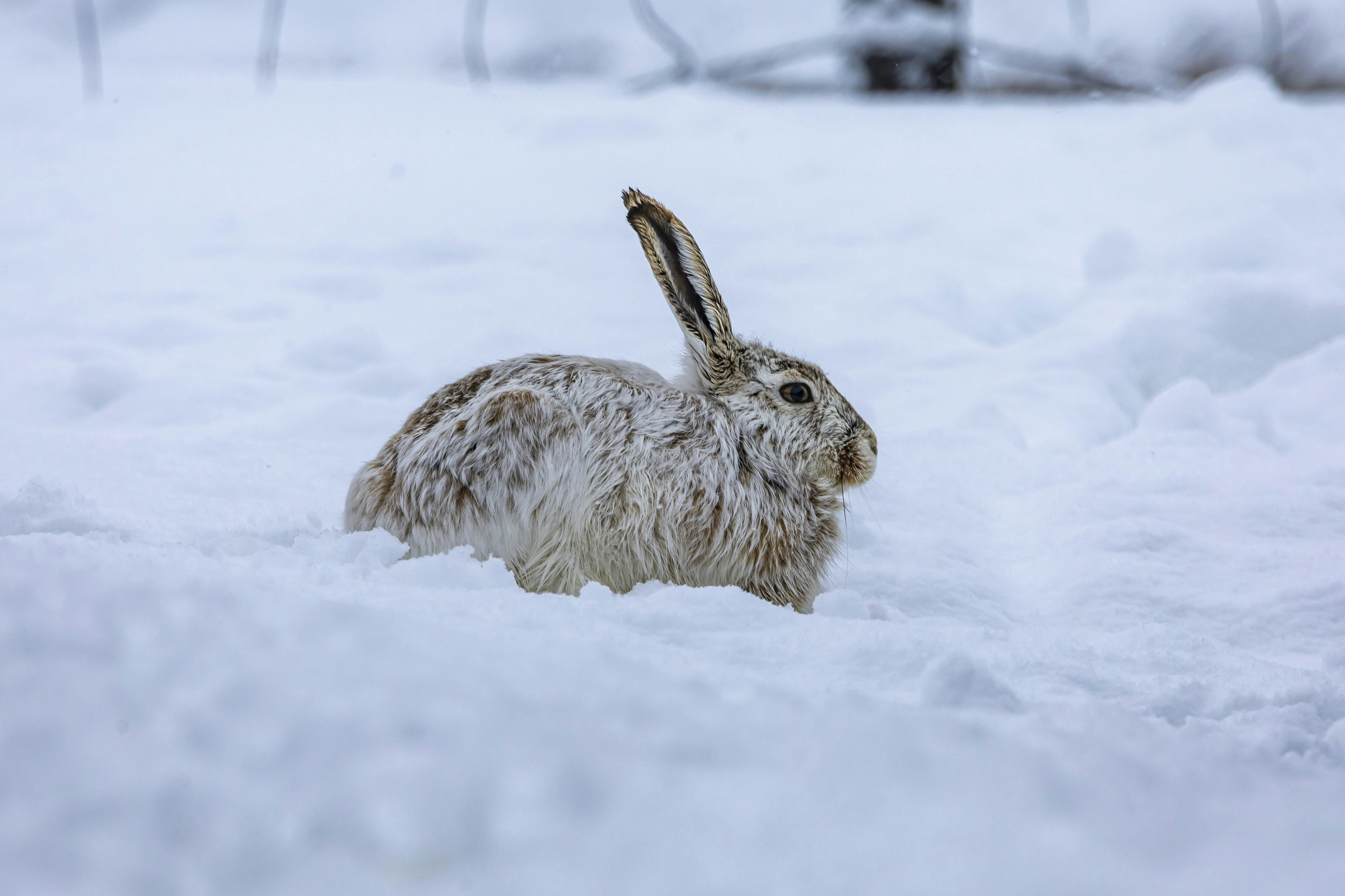 Photo by Leo_Visions with Canon EOS R3