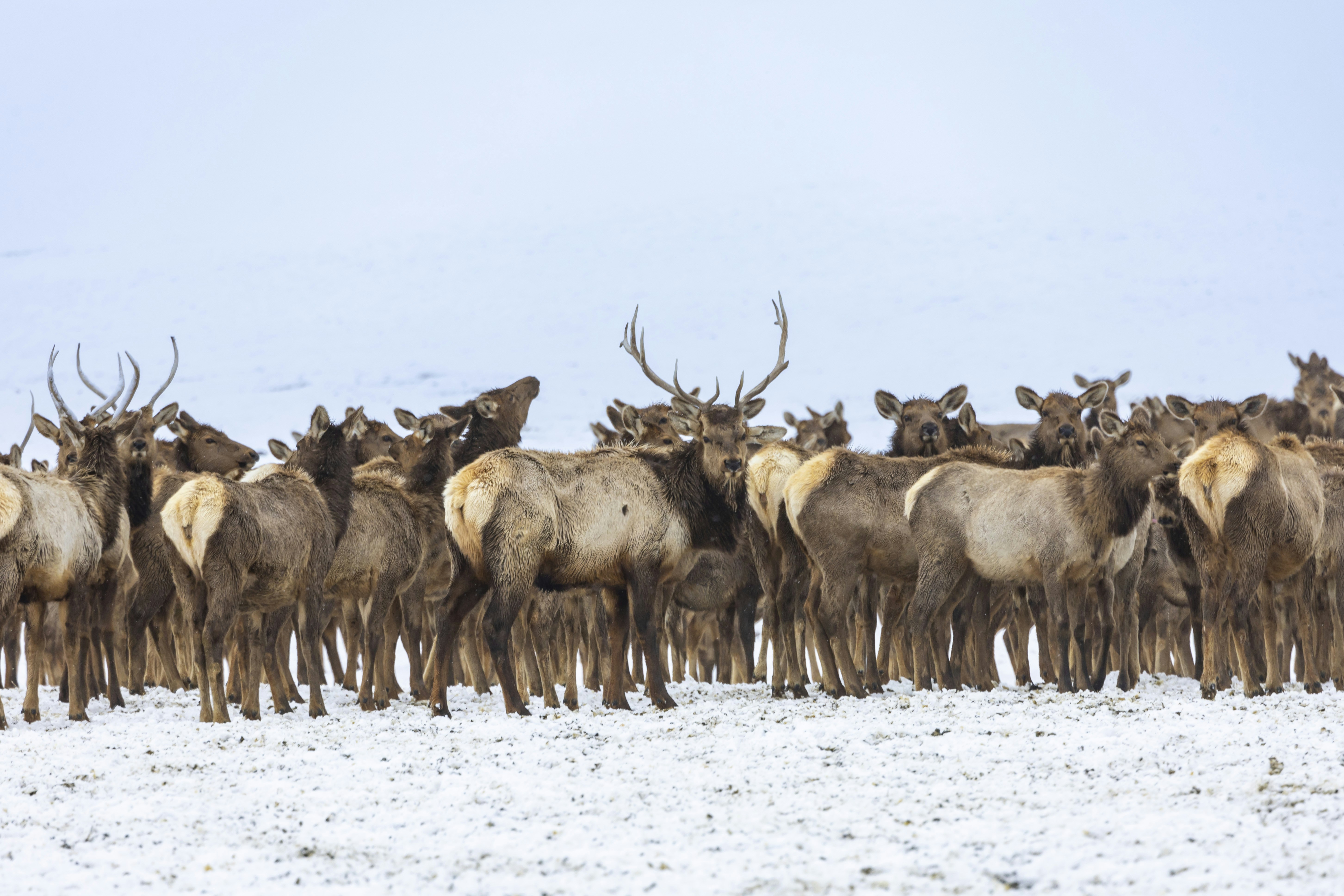 A herd of elk standing on top of a snow covered field photo – Free ...