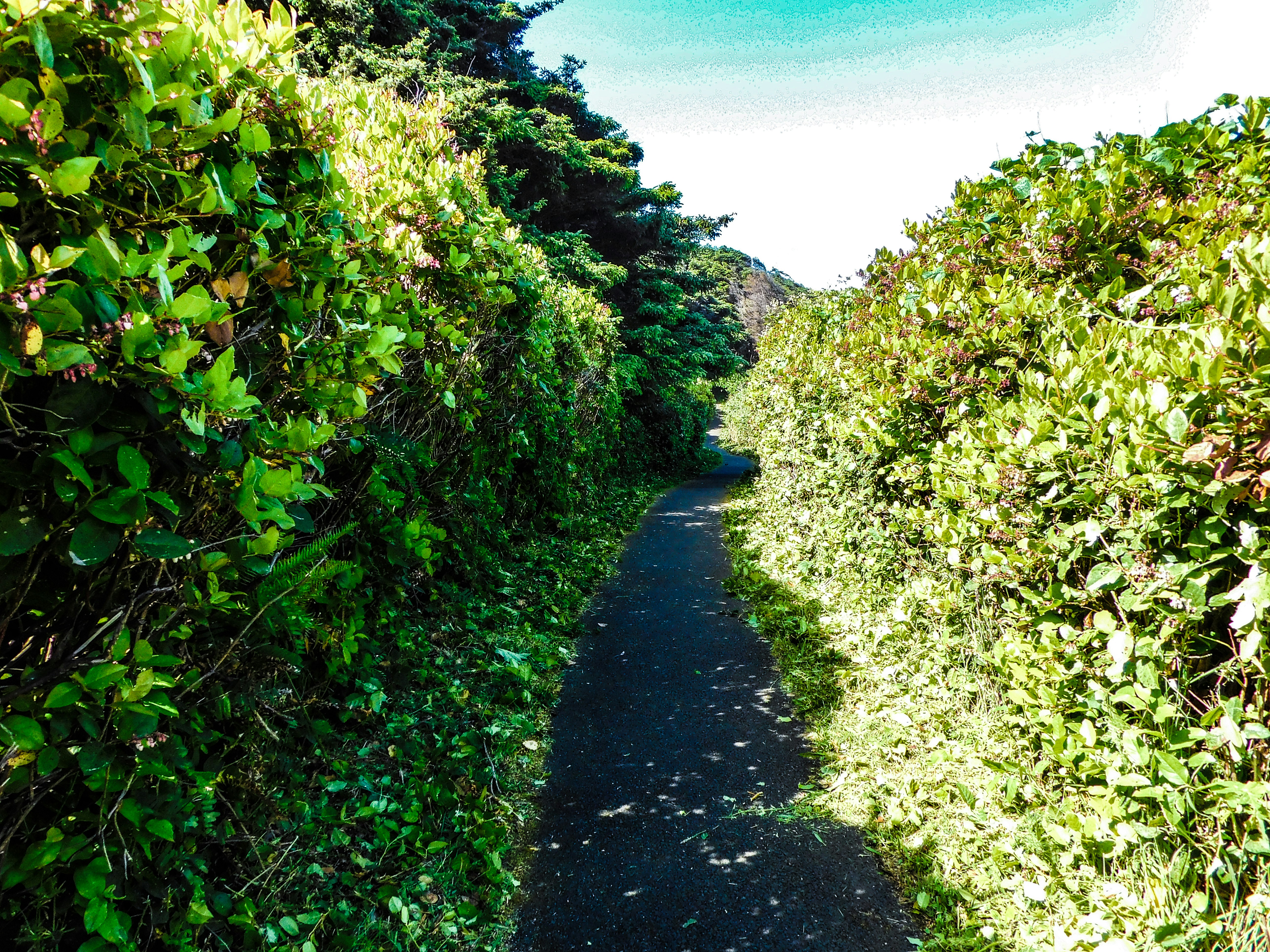 Sunlit path flanked by dense hedges extends toward the distant blue sky. The scene emphasizes depth and a tranquil nature walk.