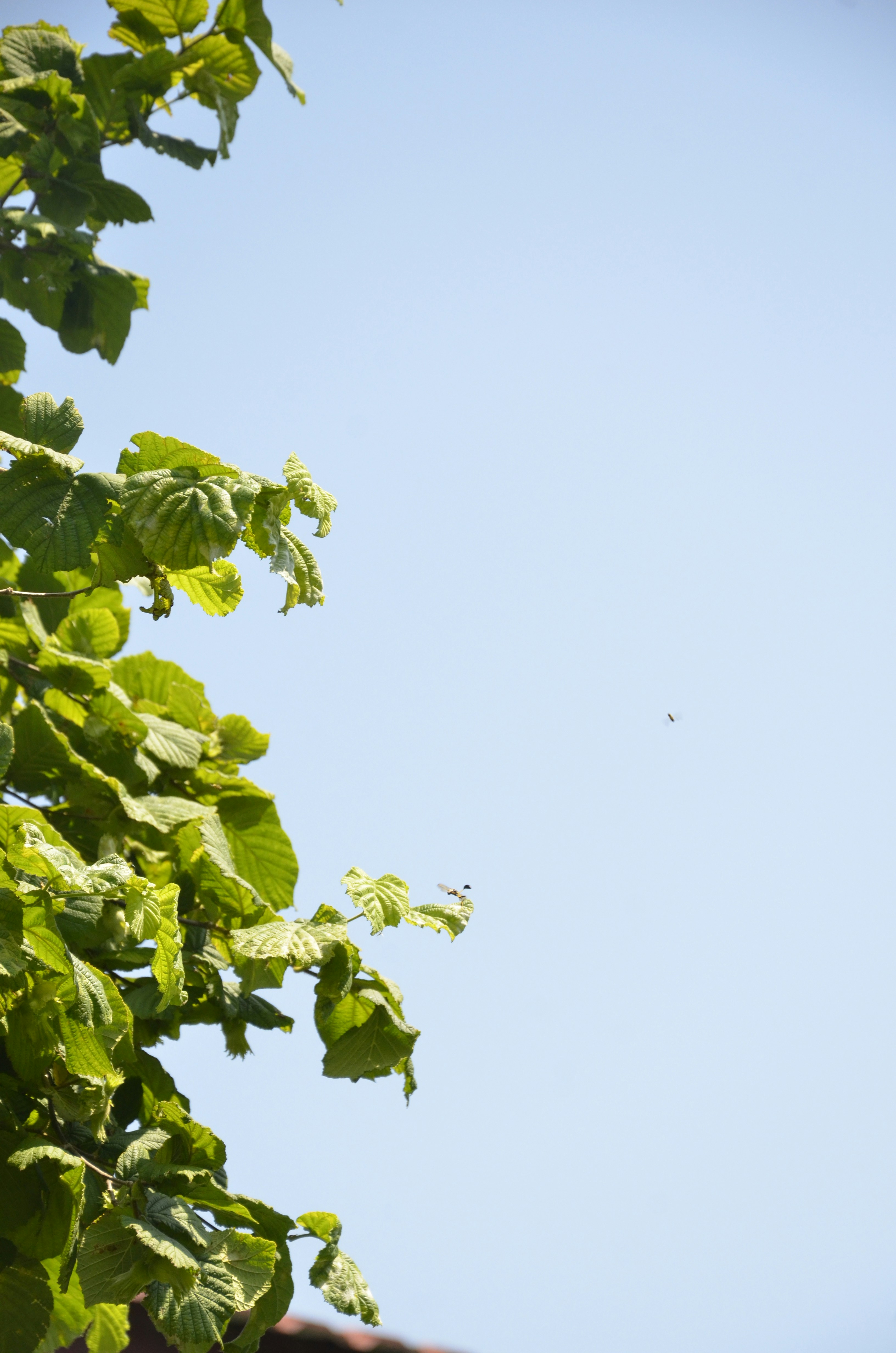 Leafy Canary: Sunlit Greenery Reaching Into a Clear Sky