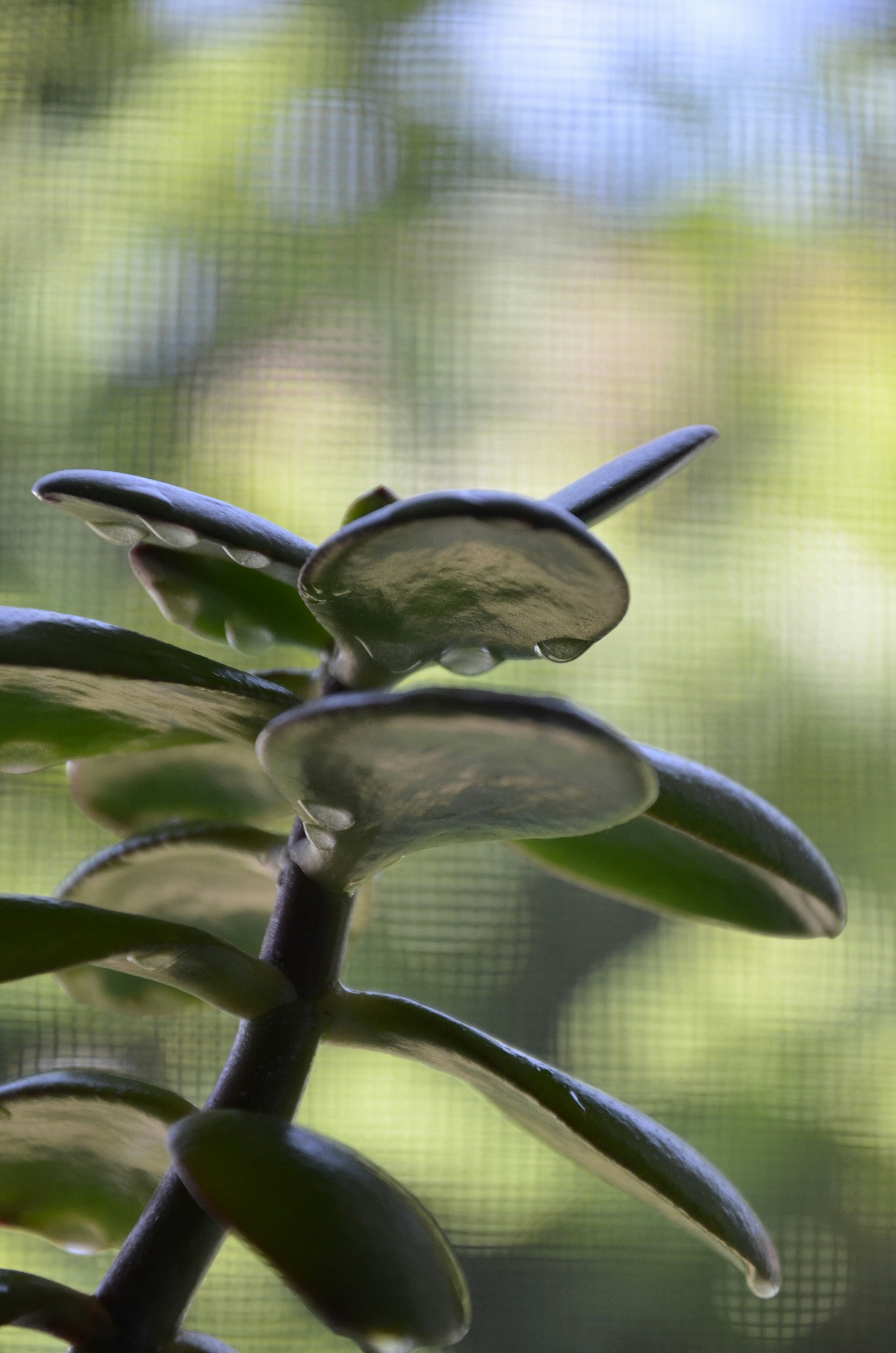 Dew-Kissed Jade Plant Fronds Framed by Window Mesh