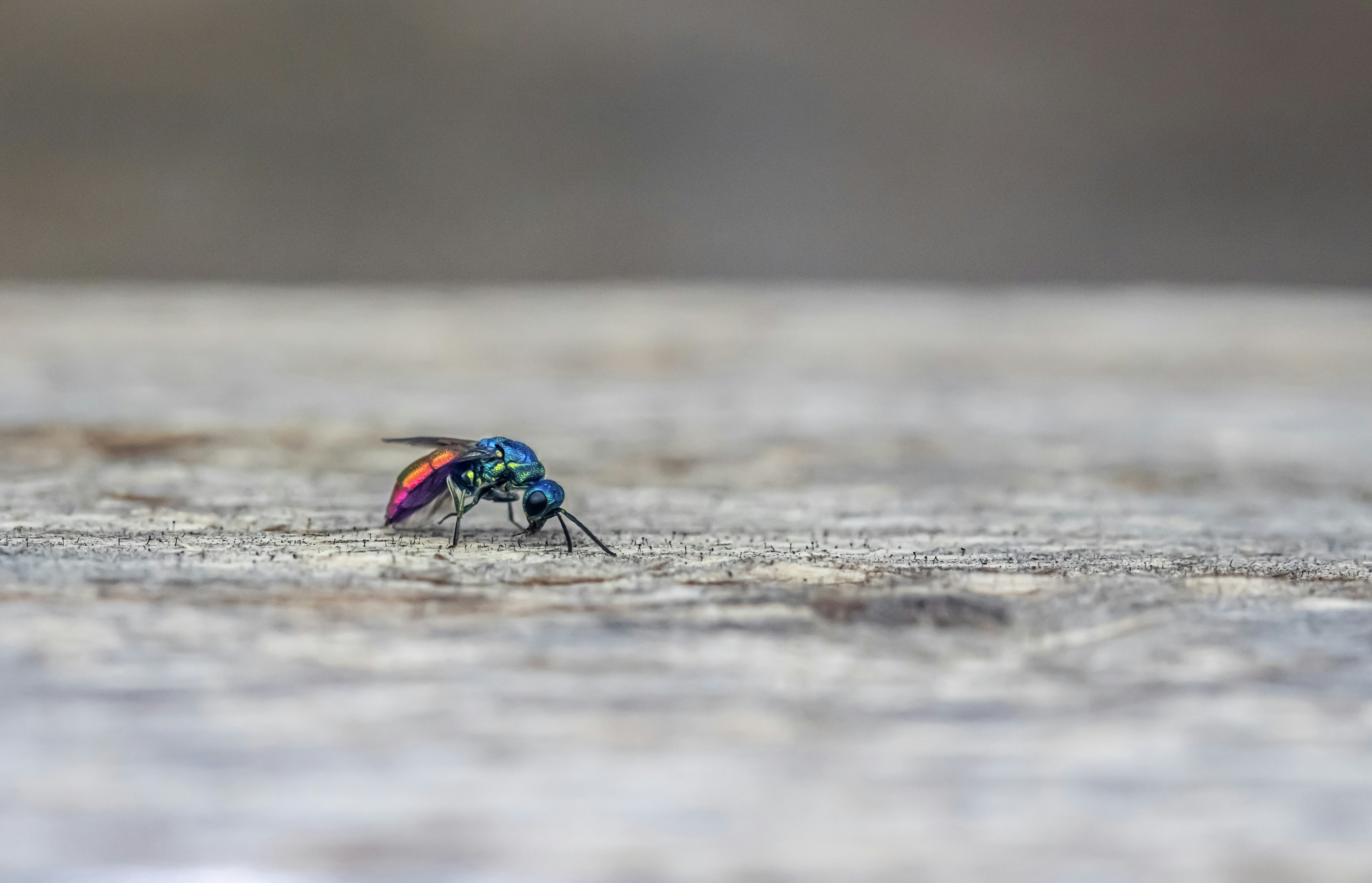 Un insecto colorido sentado encima de una mesa de madera foto – Imagen ...