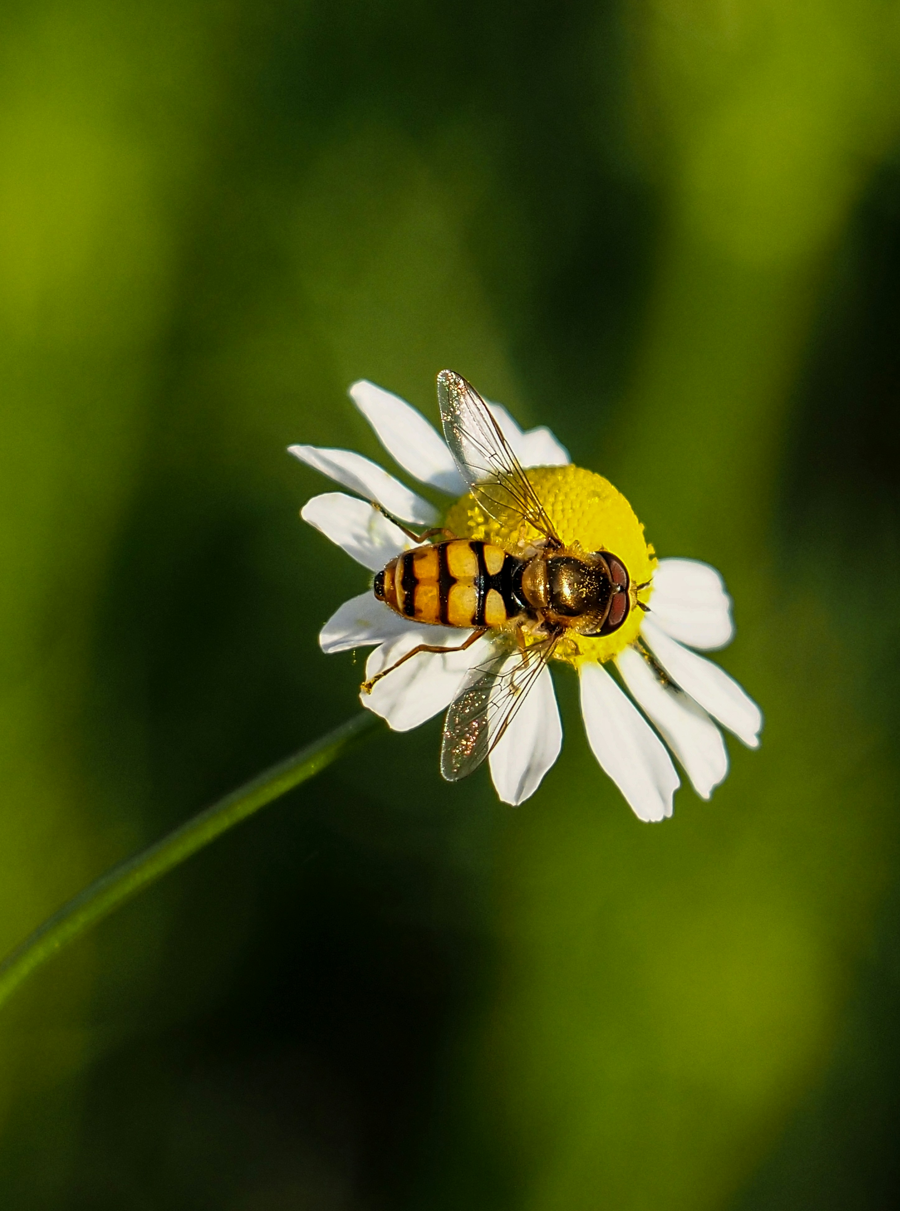 Macro photograph of a hoverfly perched on a white daisy with a yellow center, against a soft green background.