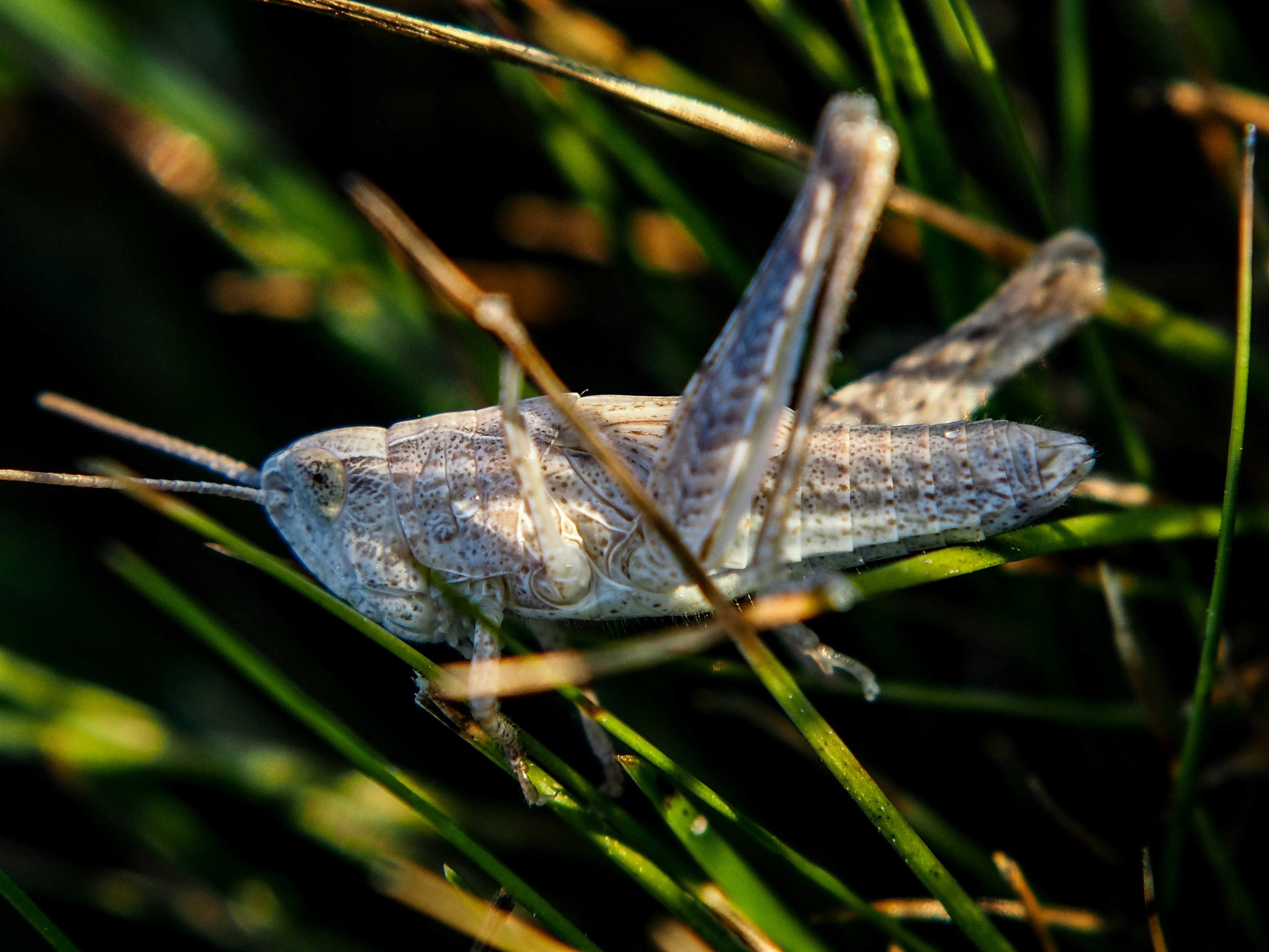 Grey Ghost on Blades: A Camouflaged Insect Among Sunlit Grass