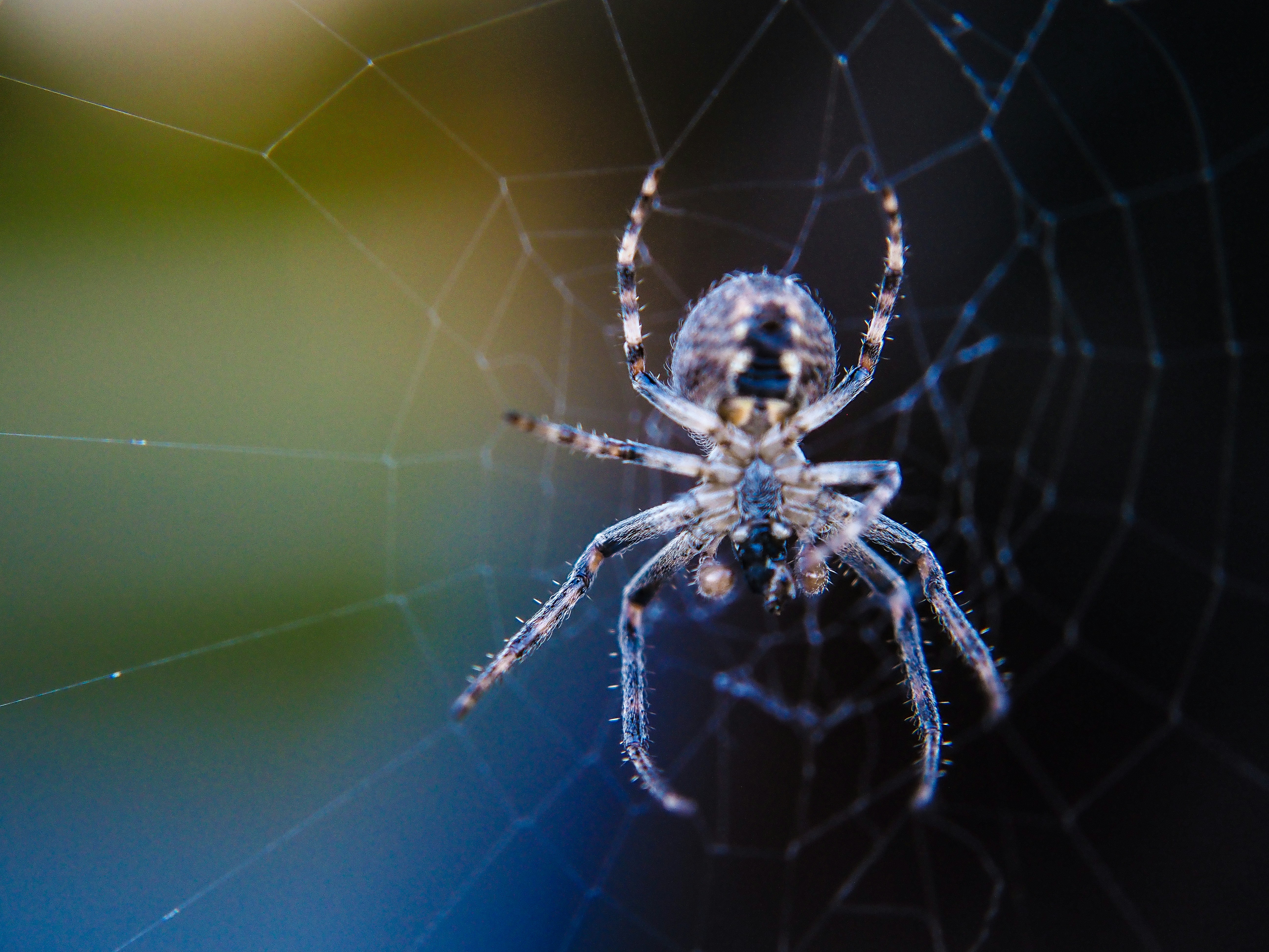 Orb-Weaver in Focus: Delicate Silk and Garden Glow