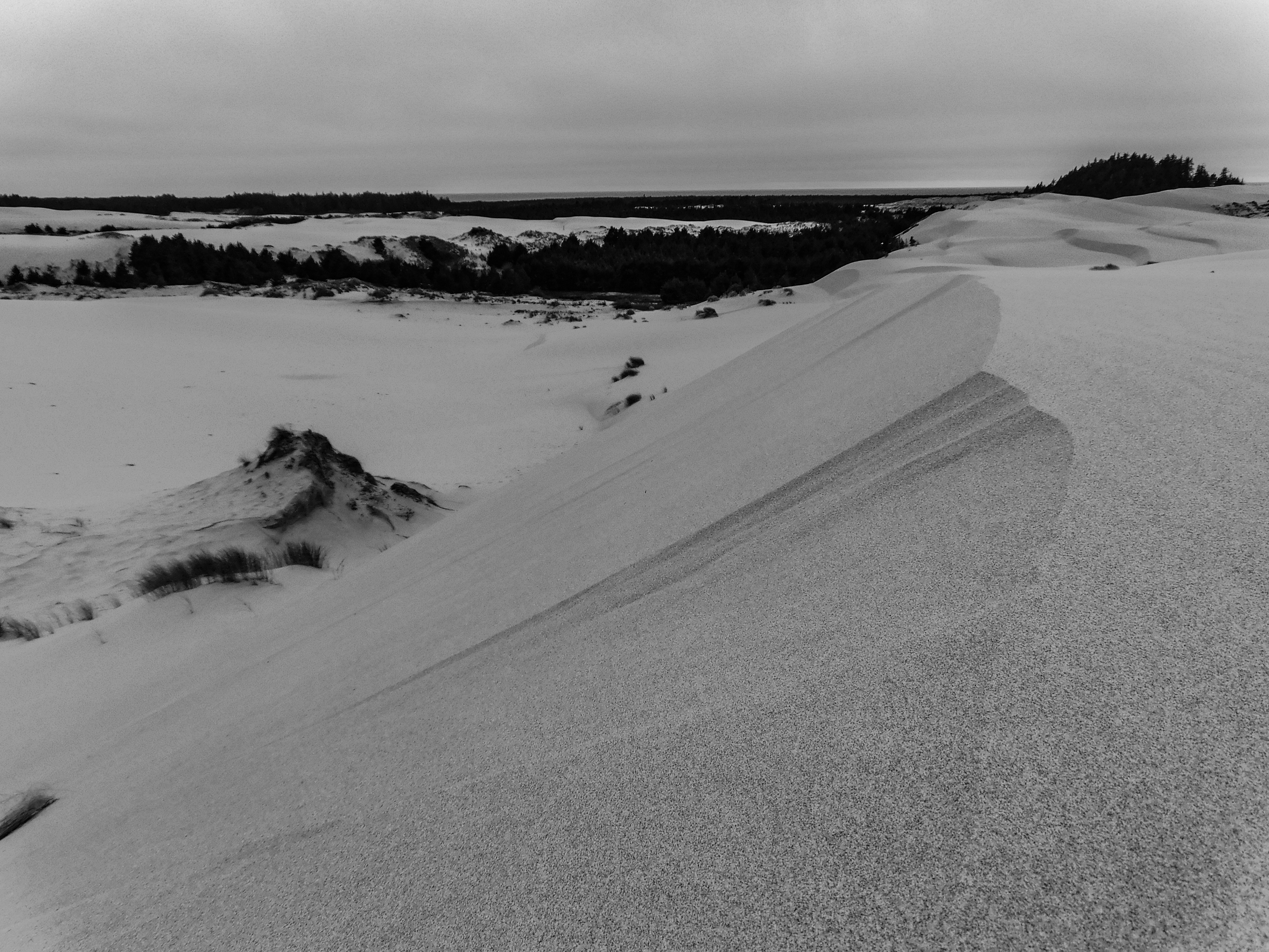 Monochrome landscape of wind-sculpted snow dunes extending toward a distant treeline under a flat, expansive sky. The image emphasizes texture and negative space, conveying quiet winter stillness.