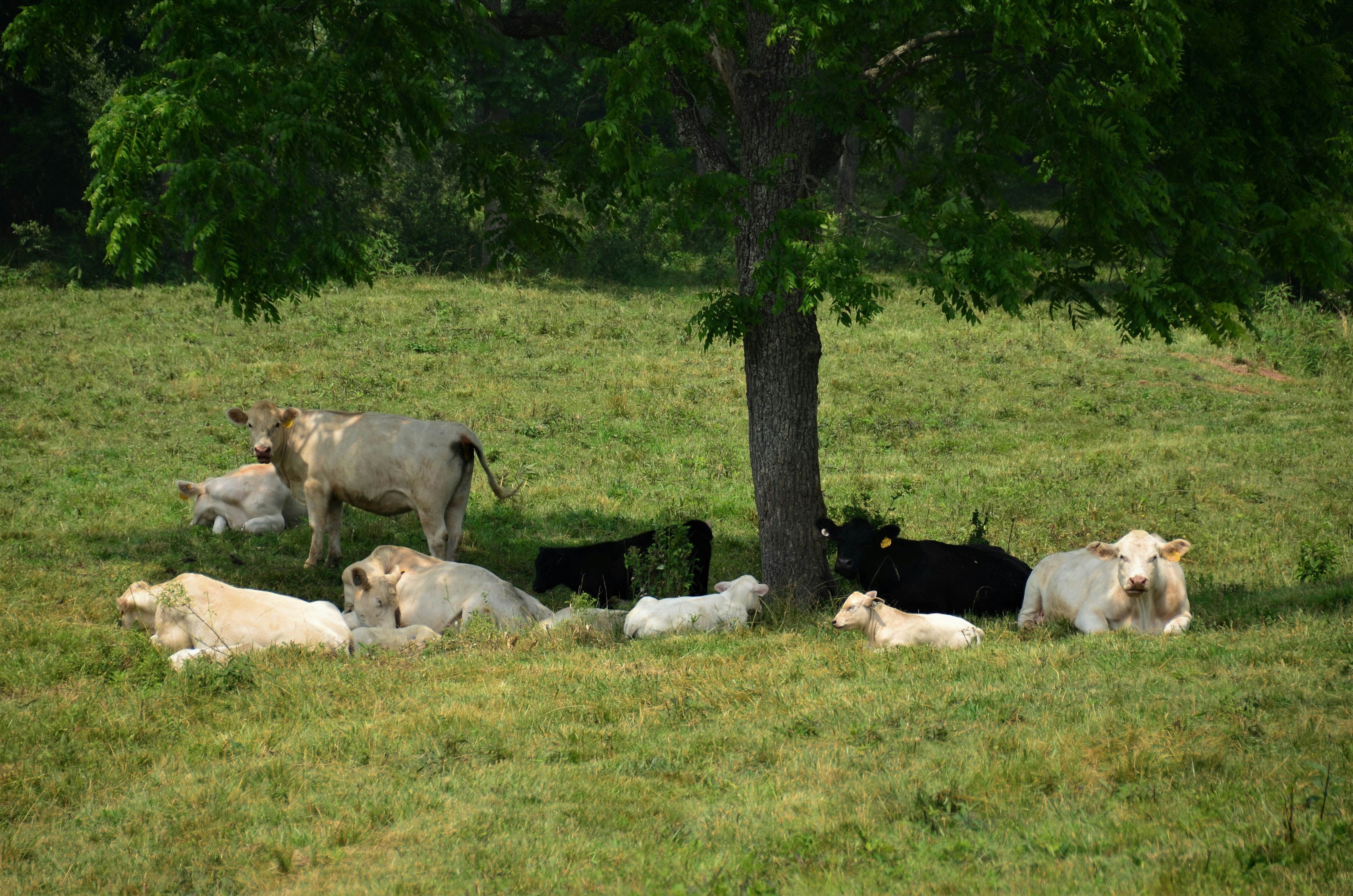Cows Rest in Sunlit Pasture Under a Sturdy Shade Tree