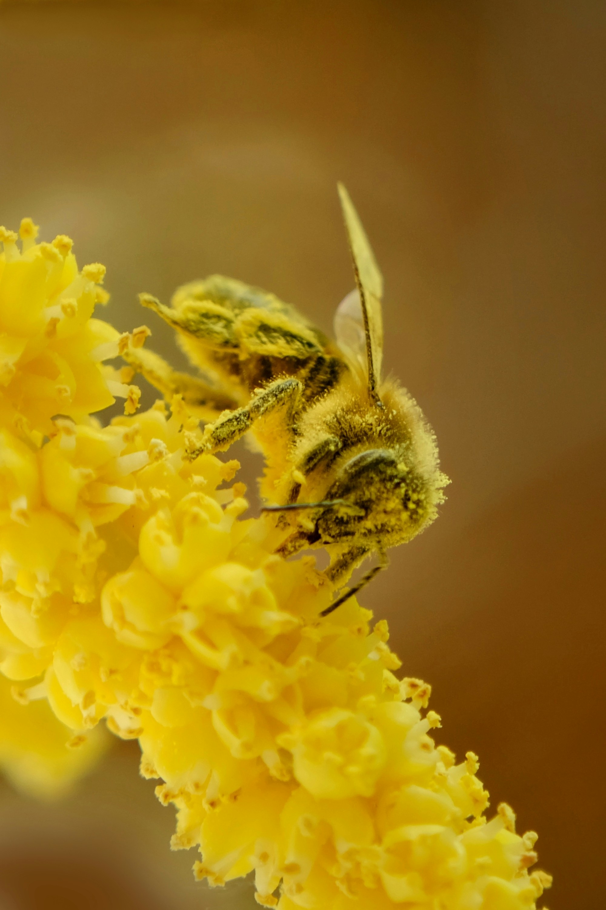 Gilded Nectar: A Bee Foraging on Sunlit Yellow Blooms