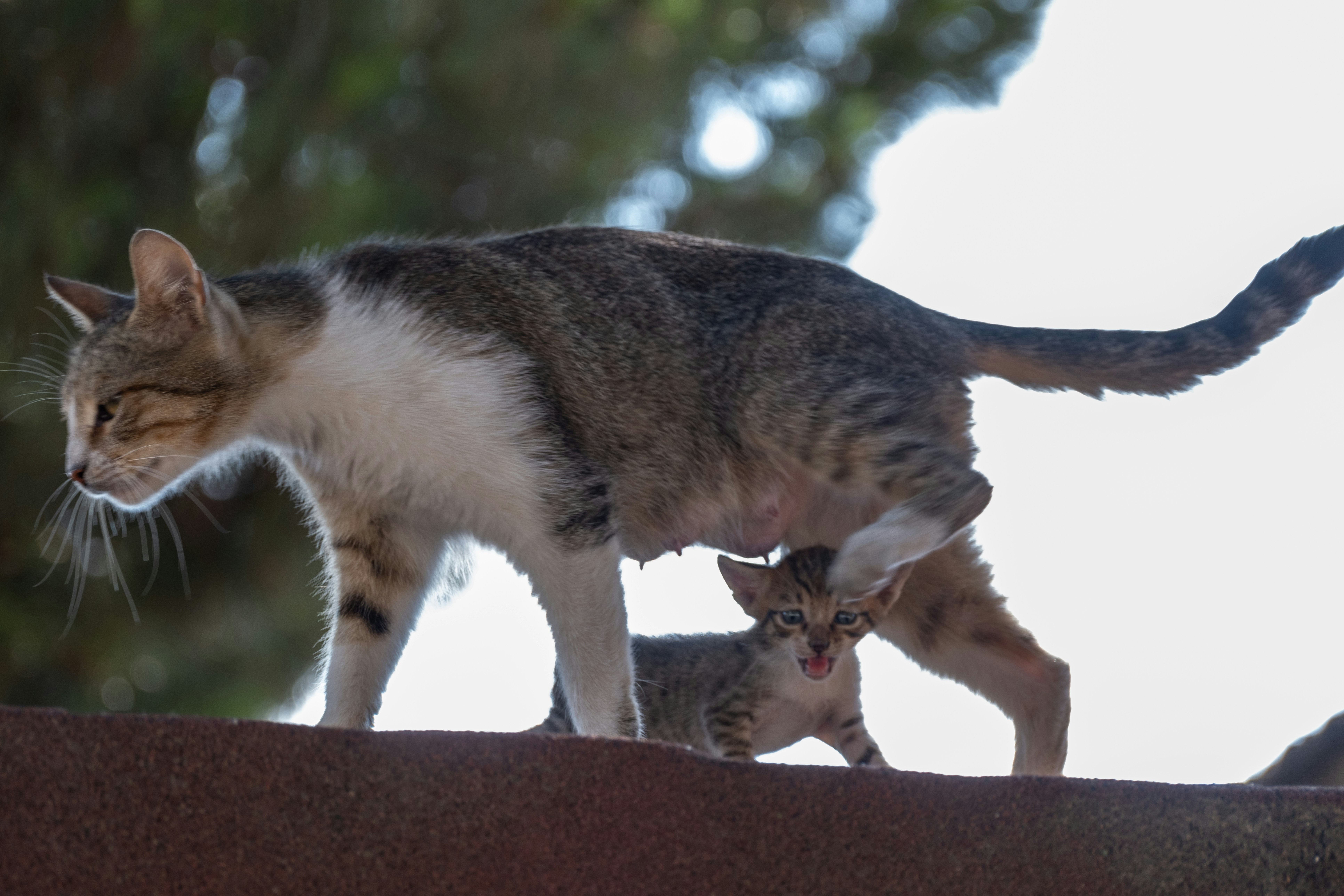 Edge of Whiskers: A Mother Cat Guides Her Kitten Across a Sunlit Rooftop Ledge
