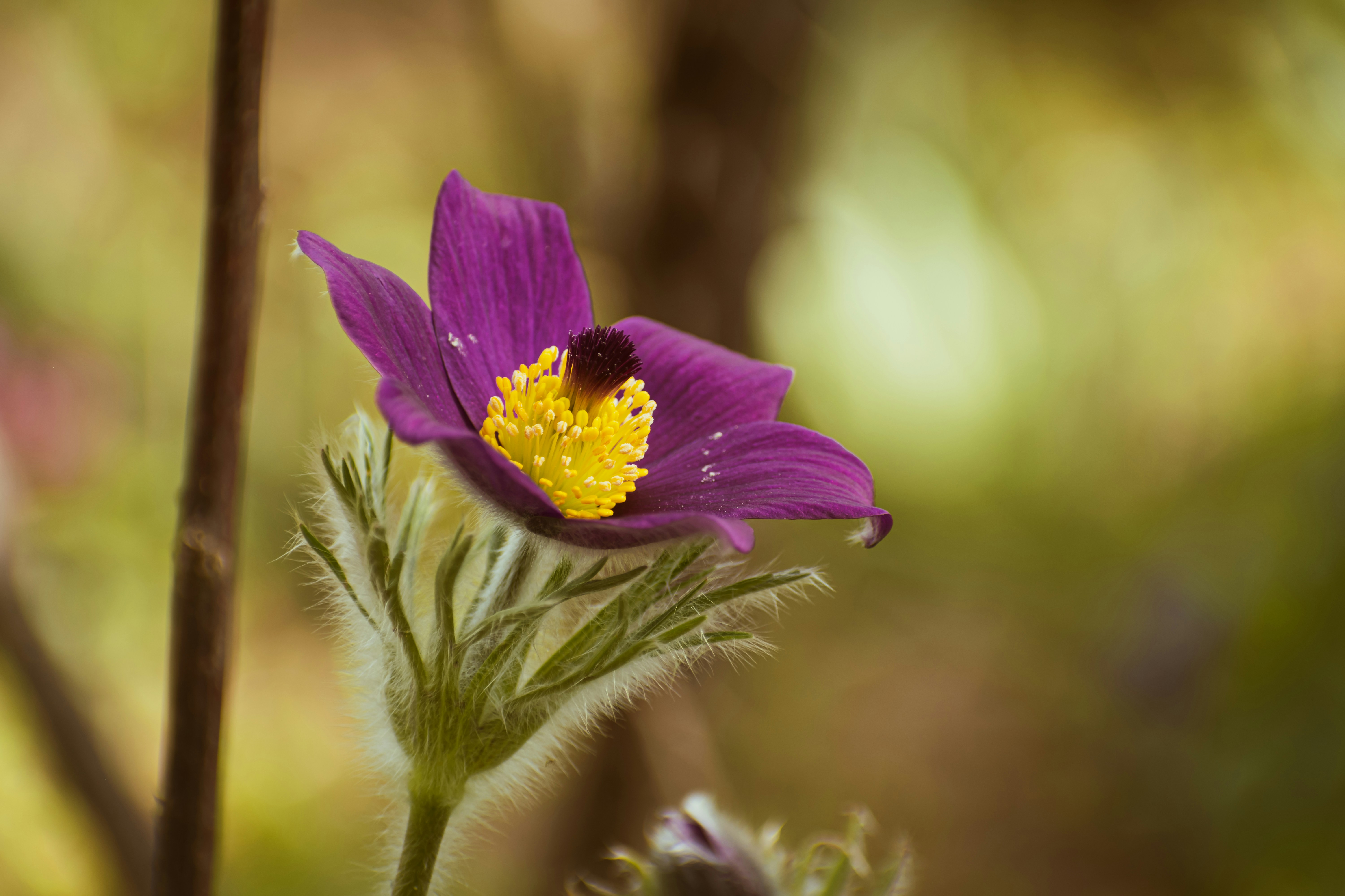 Pulsatilla in Focus: Velvet Violet Petals with Sunlit Bokeh