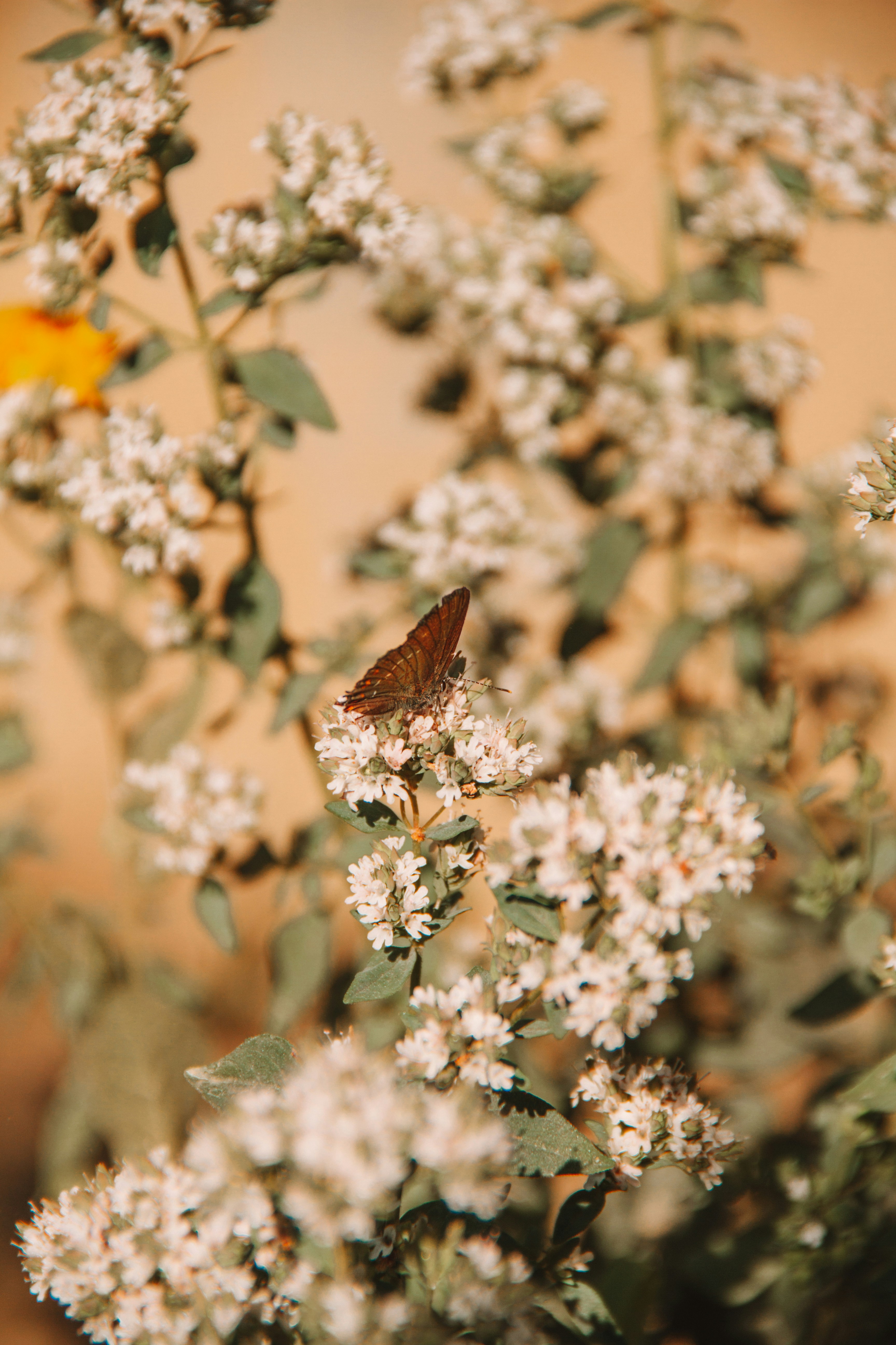 Azure-winged Butterfly on White Blossom—Solace in a Warm Garden