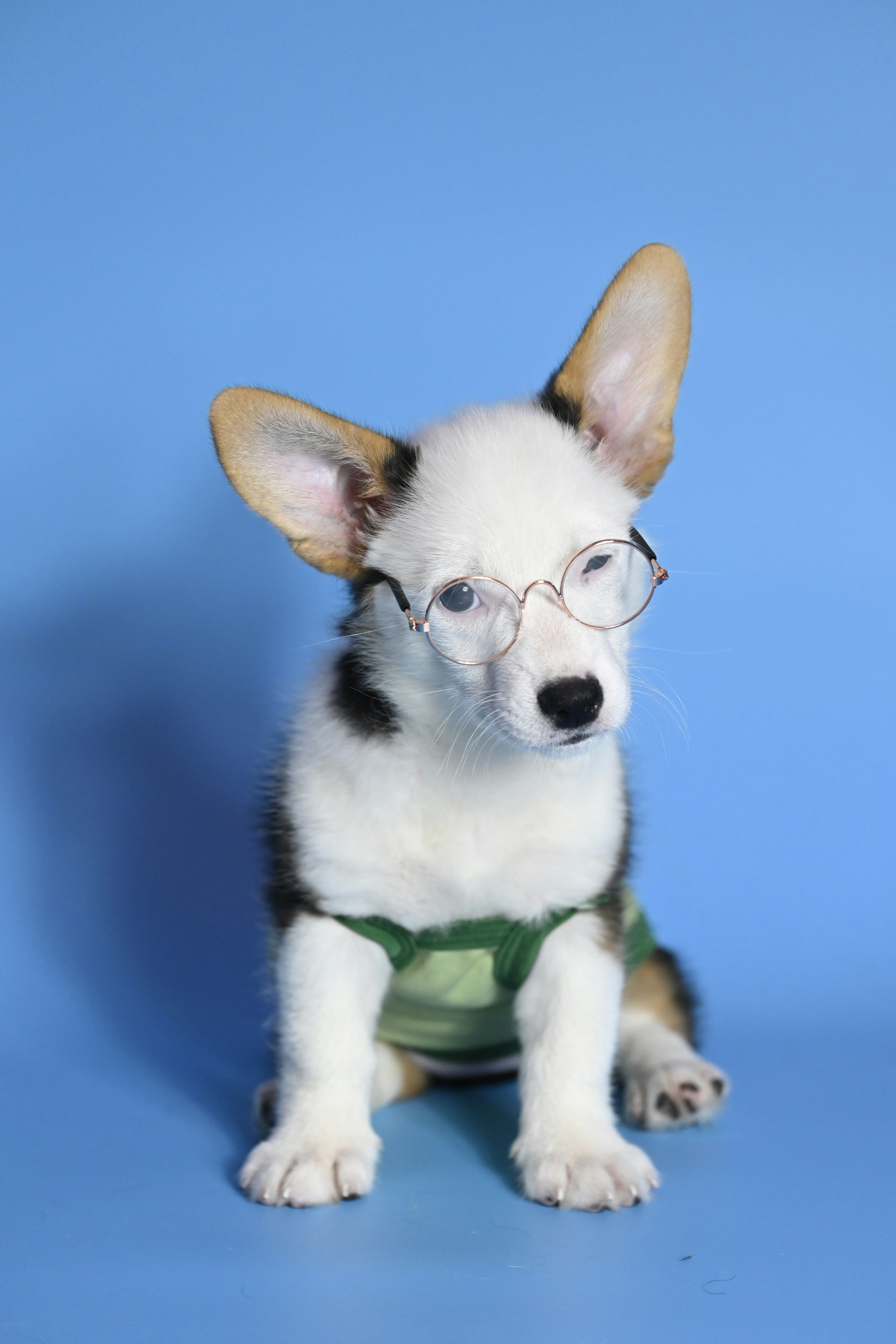 Eyeglasses and Ears: A Curious Corgi Pup in Studio Blue