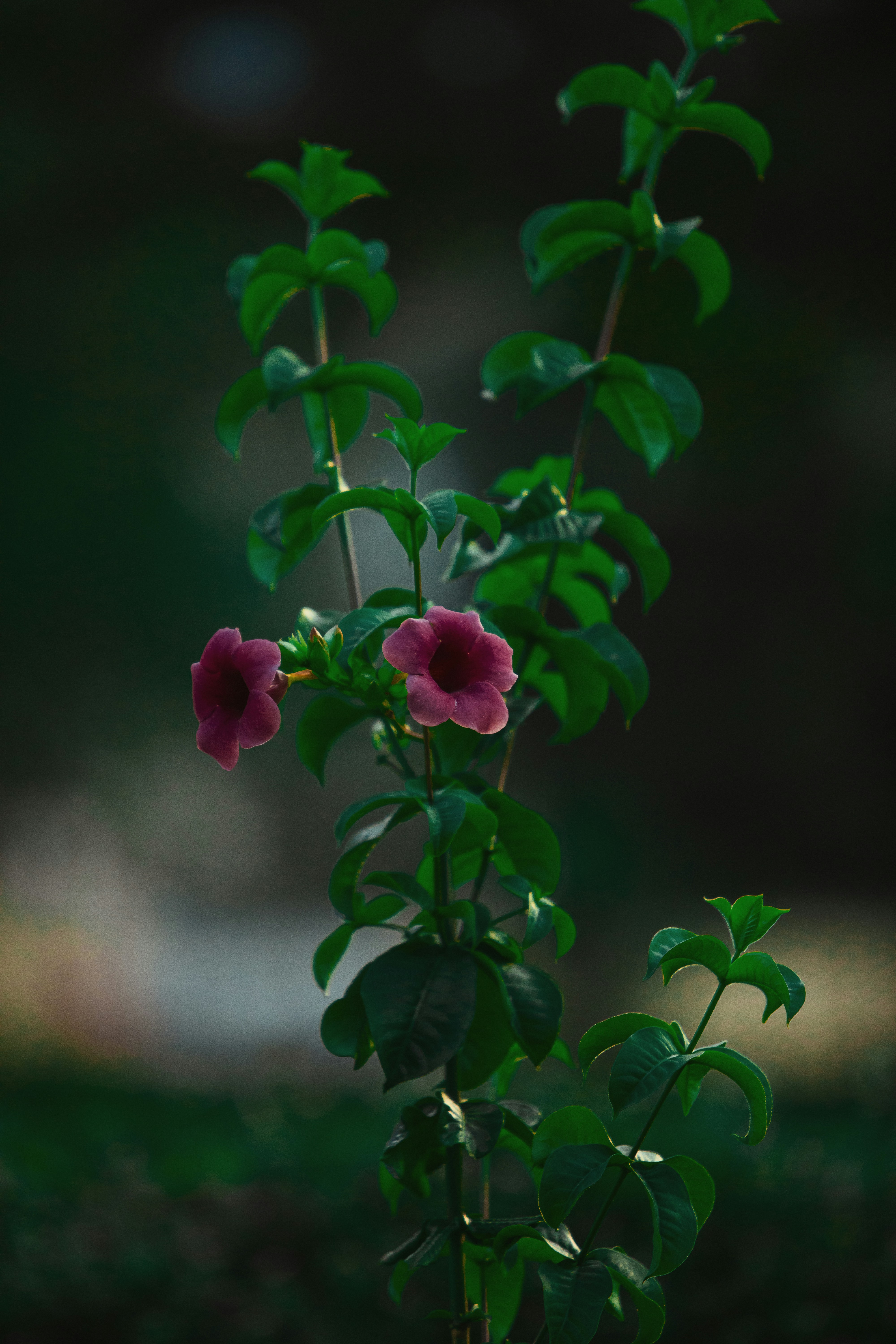 Crimson Bellflowers Drift Along a Quiet Stem