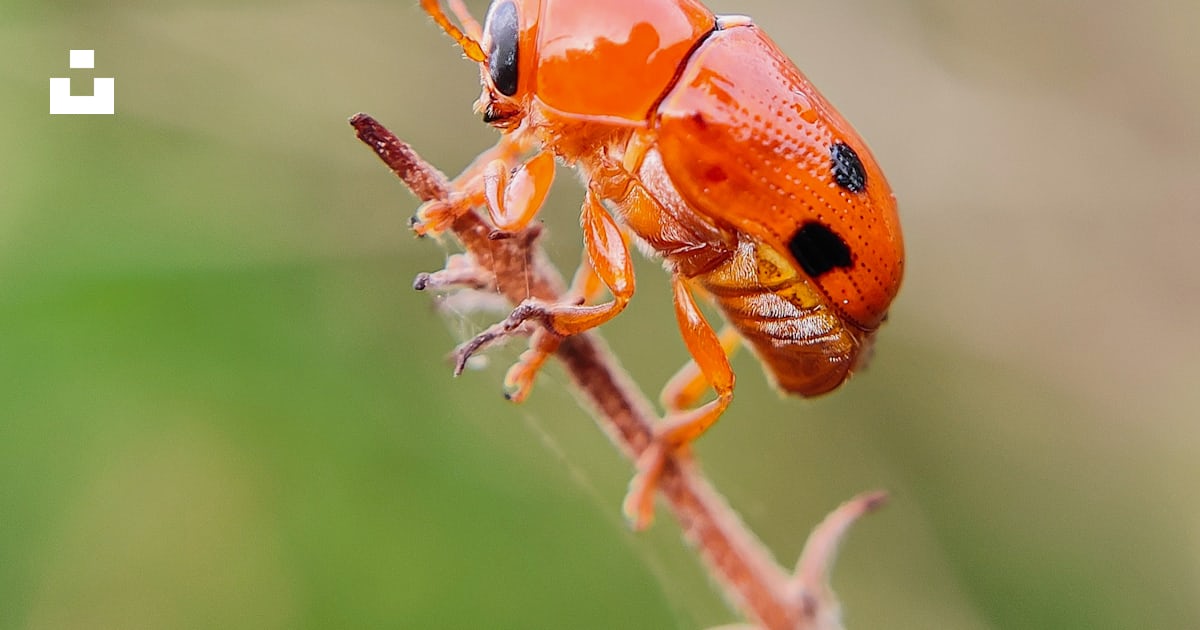 A Close Up Of A Bug On A Plant Photo Free India Image On Unsplash a-close-up-of-a-bug-on-a-plant-photo-free-india-image-on-unsplash