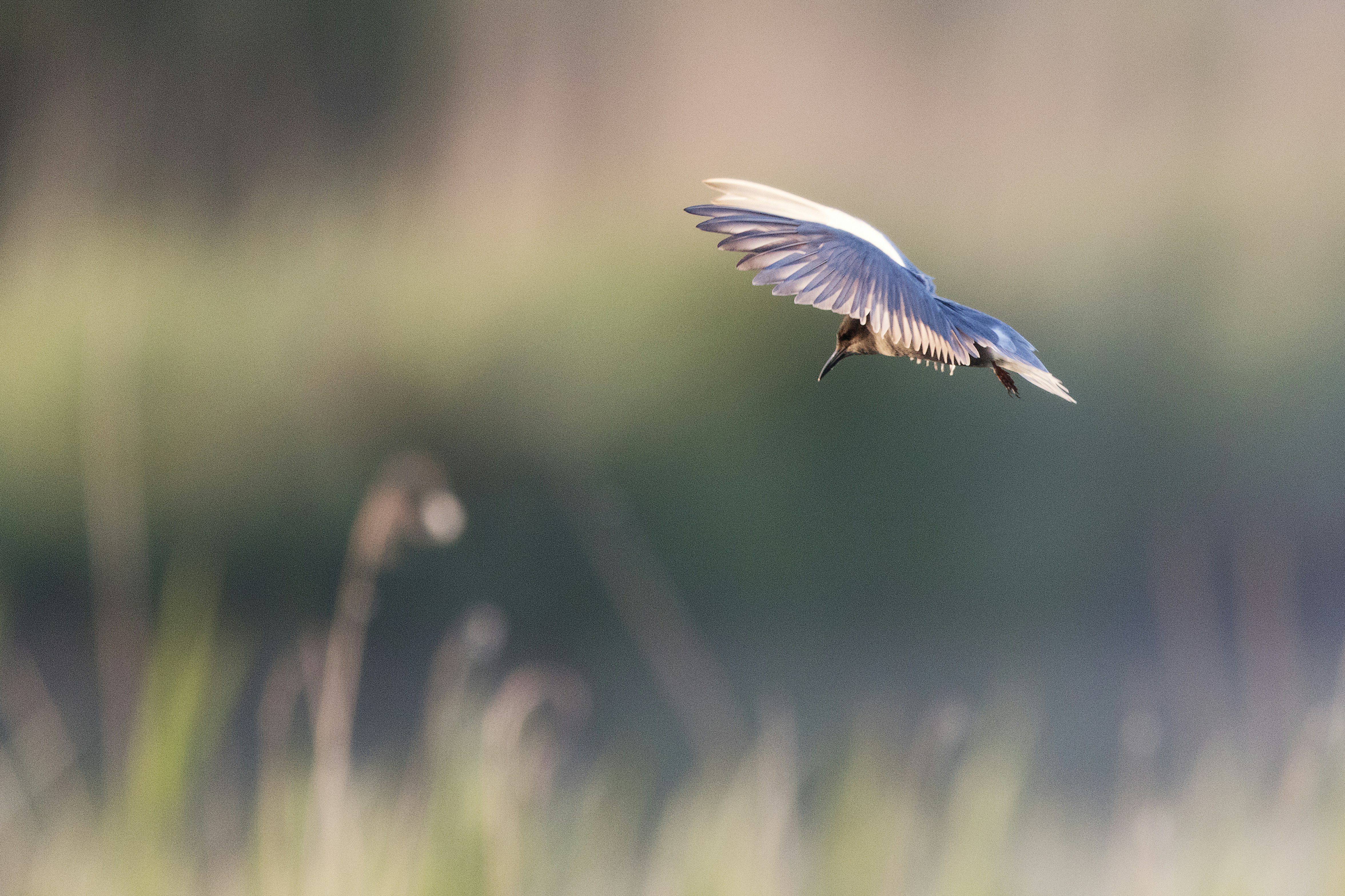 Un pájaro volando sobre un campo de hierba alta foto – Imagen de Animal ...