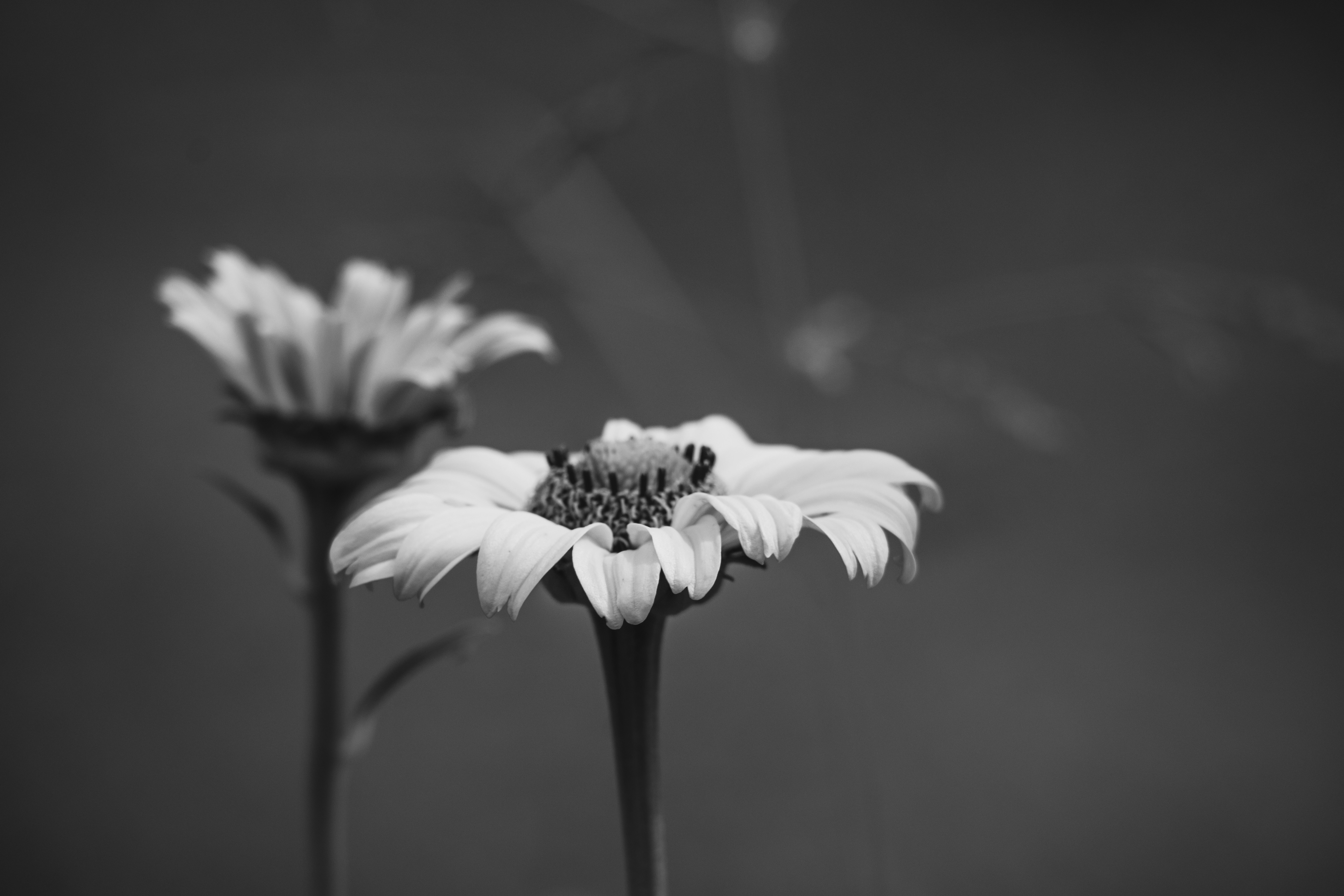 Monochrome Daisy in Focus Against Velvet Bokeh