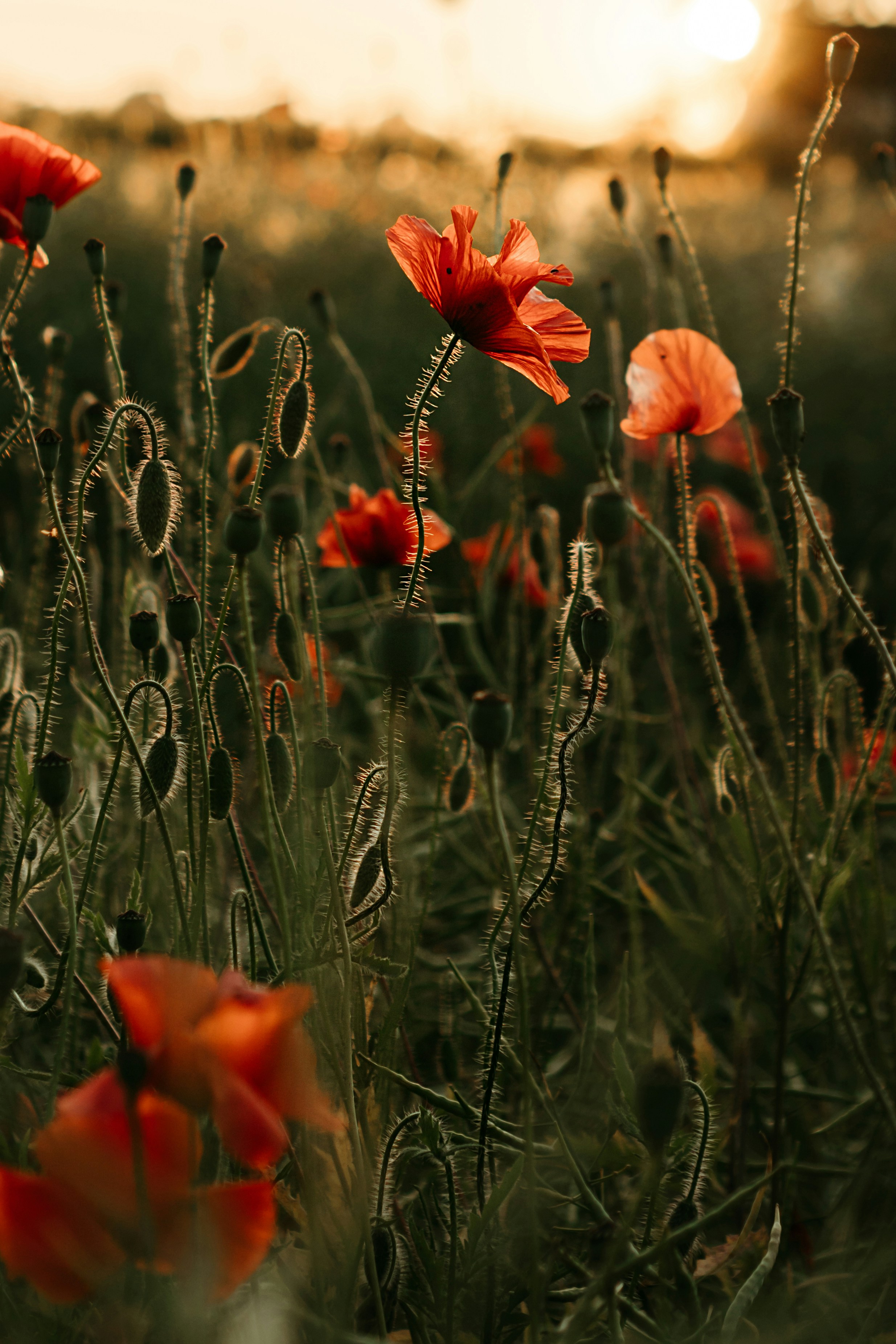 Un champ plein de fleurs rouges avec le soleil en arrière-plan photo ...