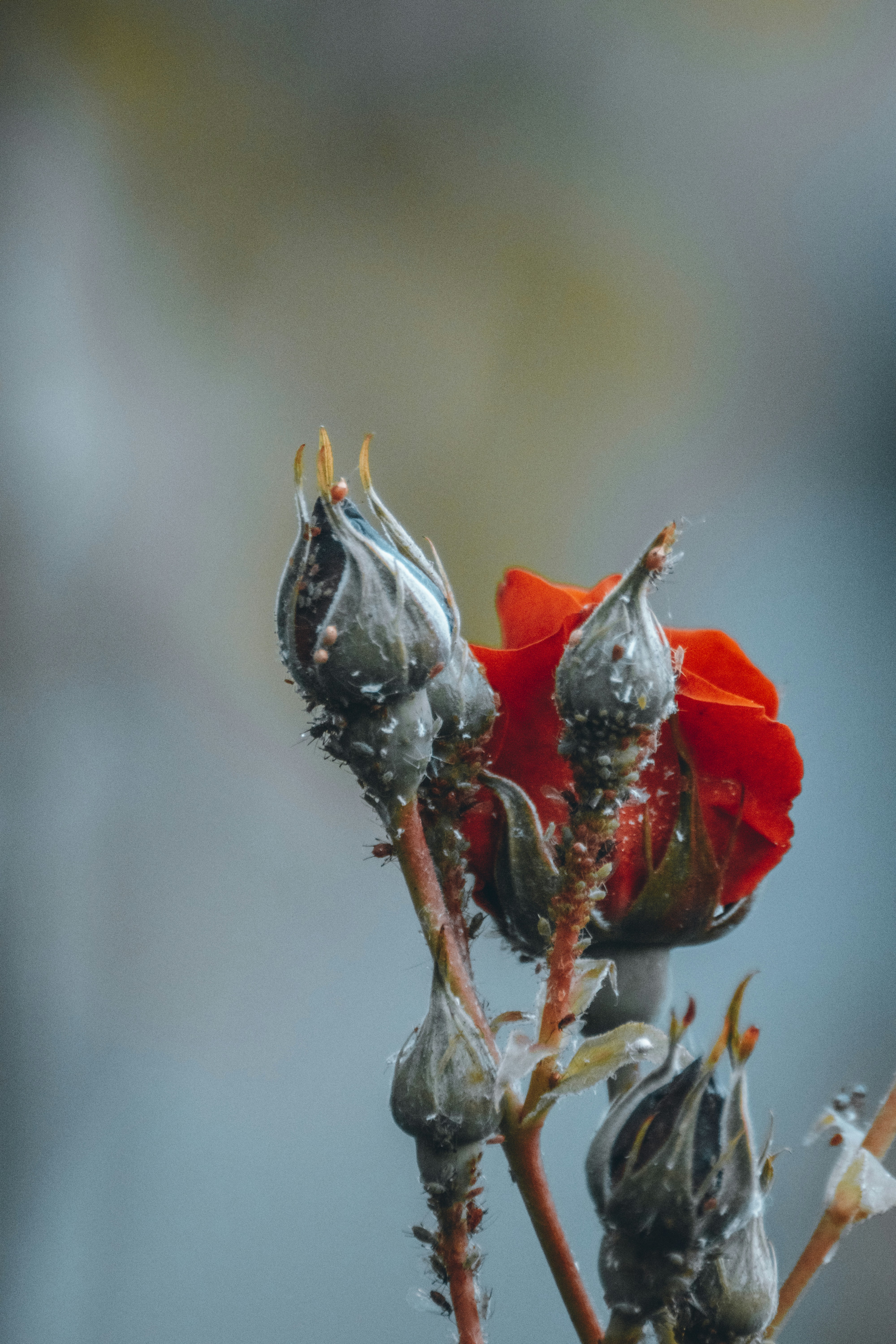 Dew-kissed Crimson Rosebud in Velvet Sepals