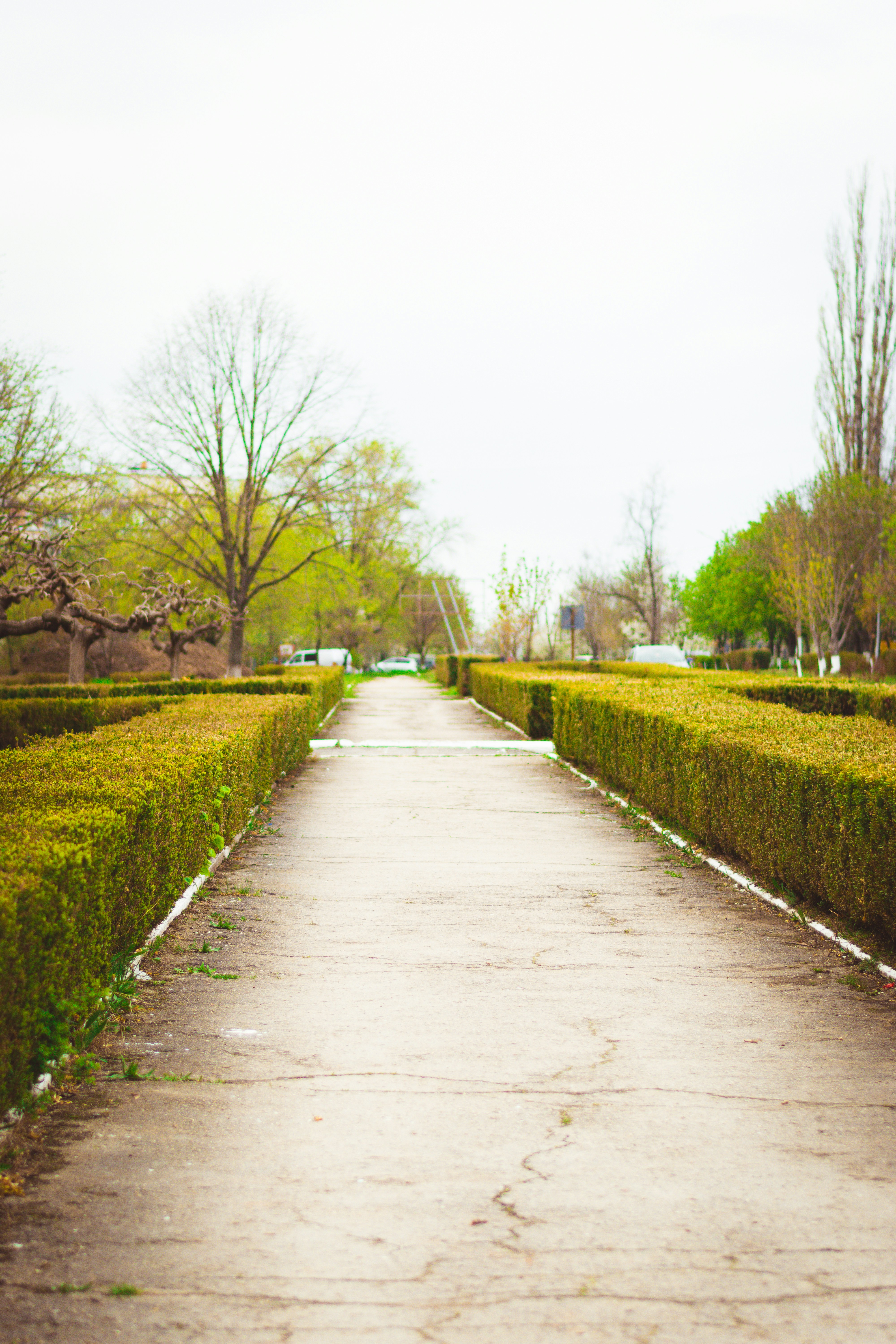 A pathway lined with hedges leading to a park photo – Free Image on ...