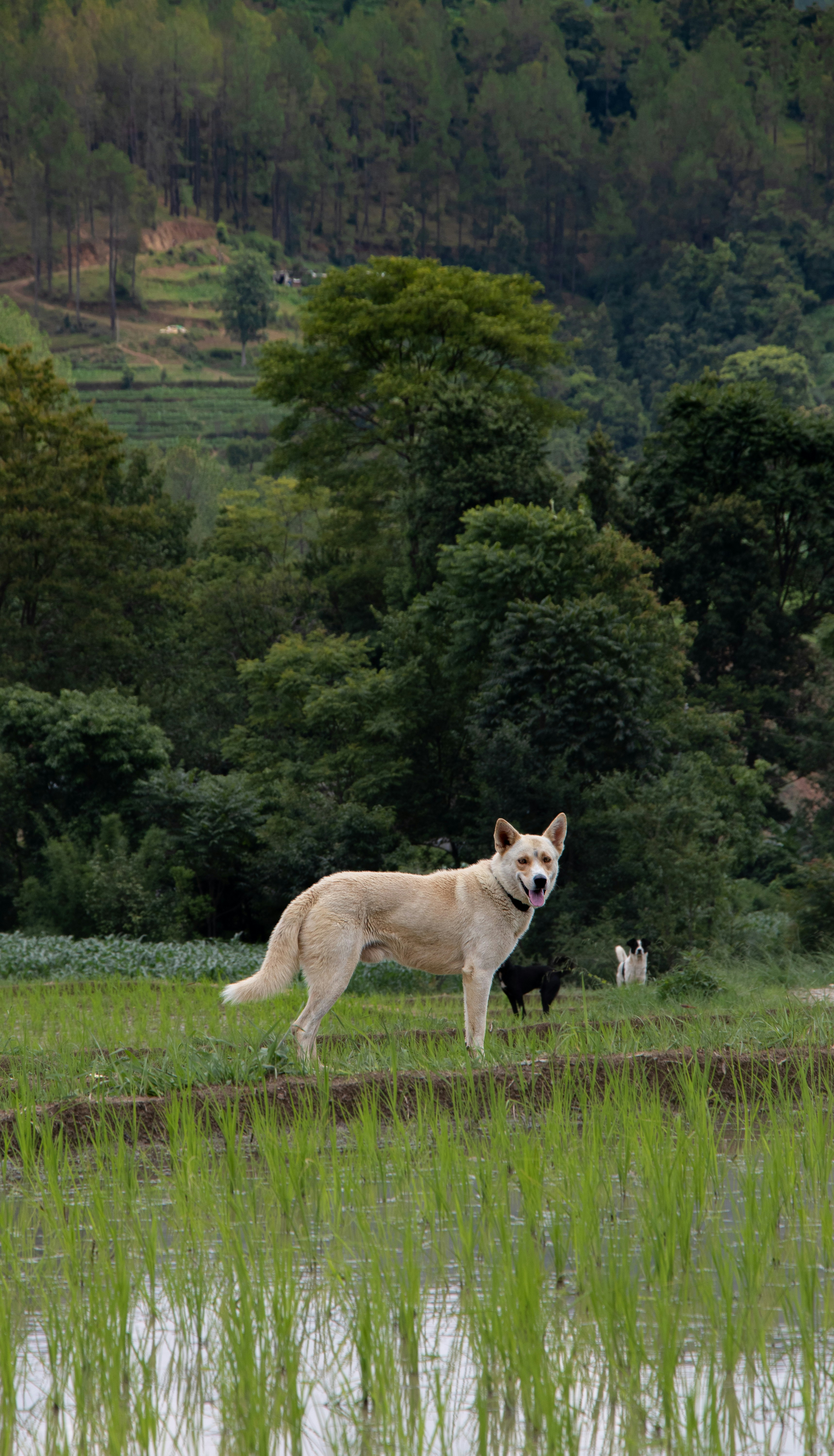 Verdant Edge: Cream-Toned Hound Guarding the Rice Paddies