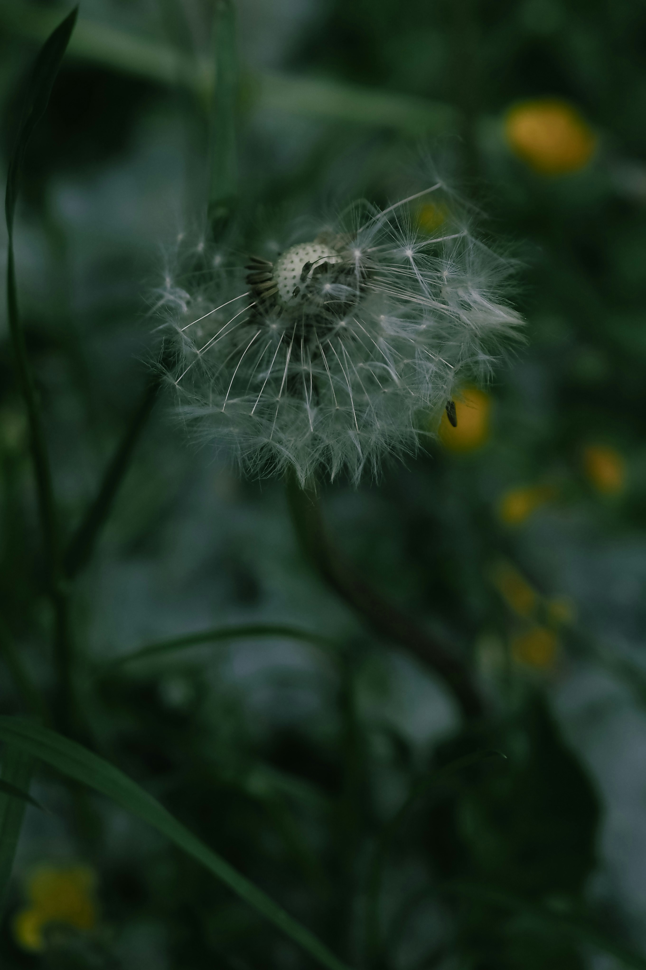 Dandelion Portrait in Dim Green: Fragile Seeds in Quiet Meadow Glow