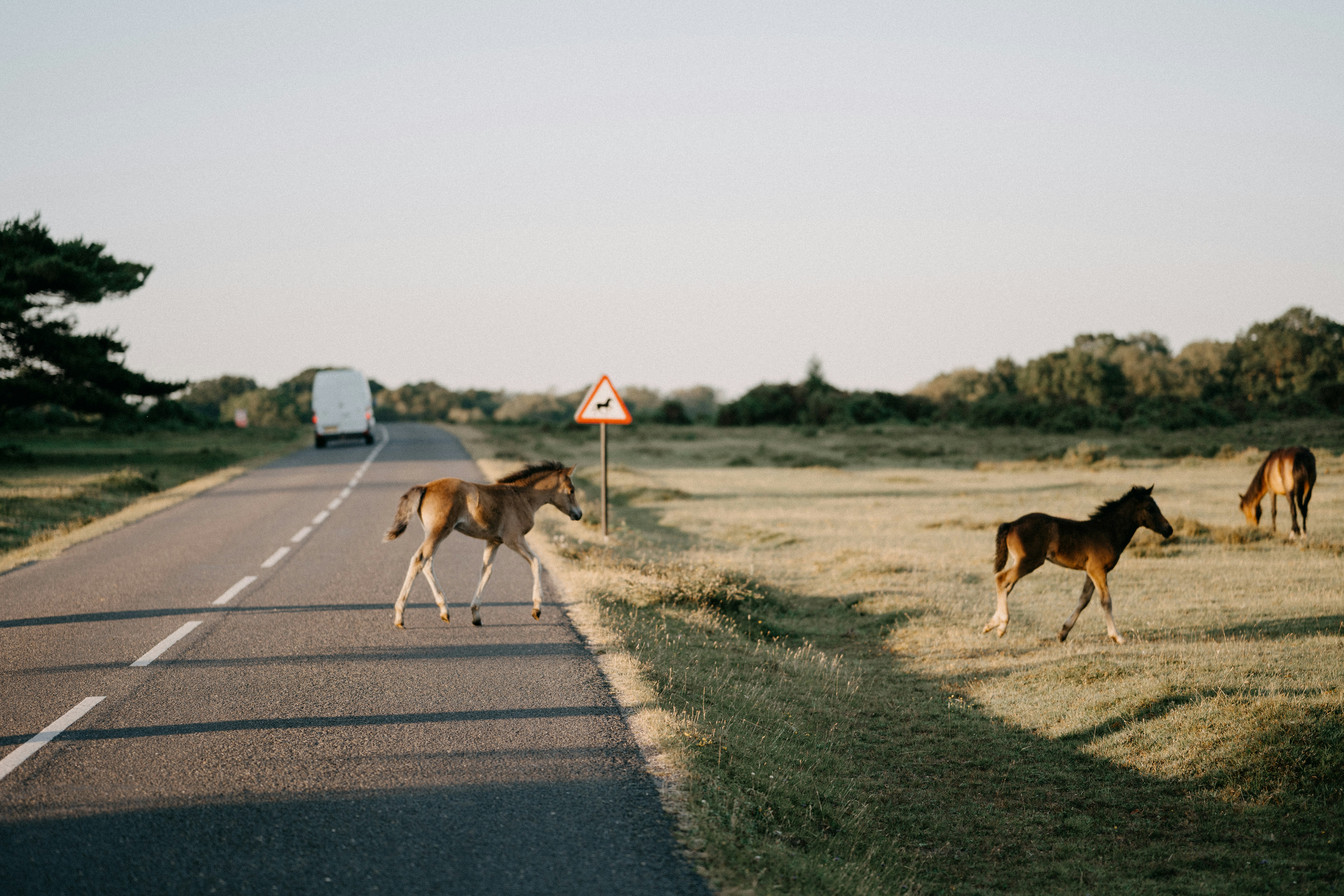 Horizon Crossing: Horses at a Quiet Country Road at Golden Hour