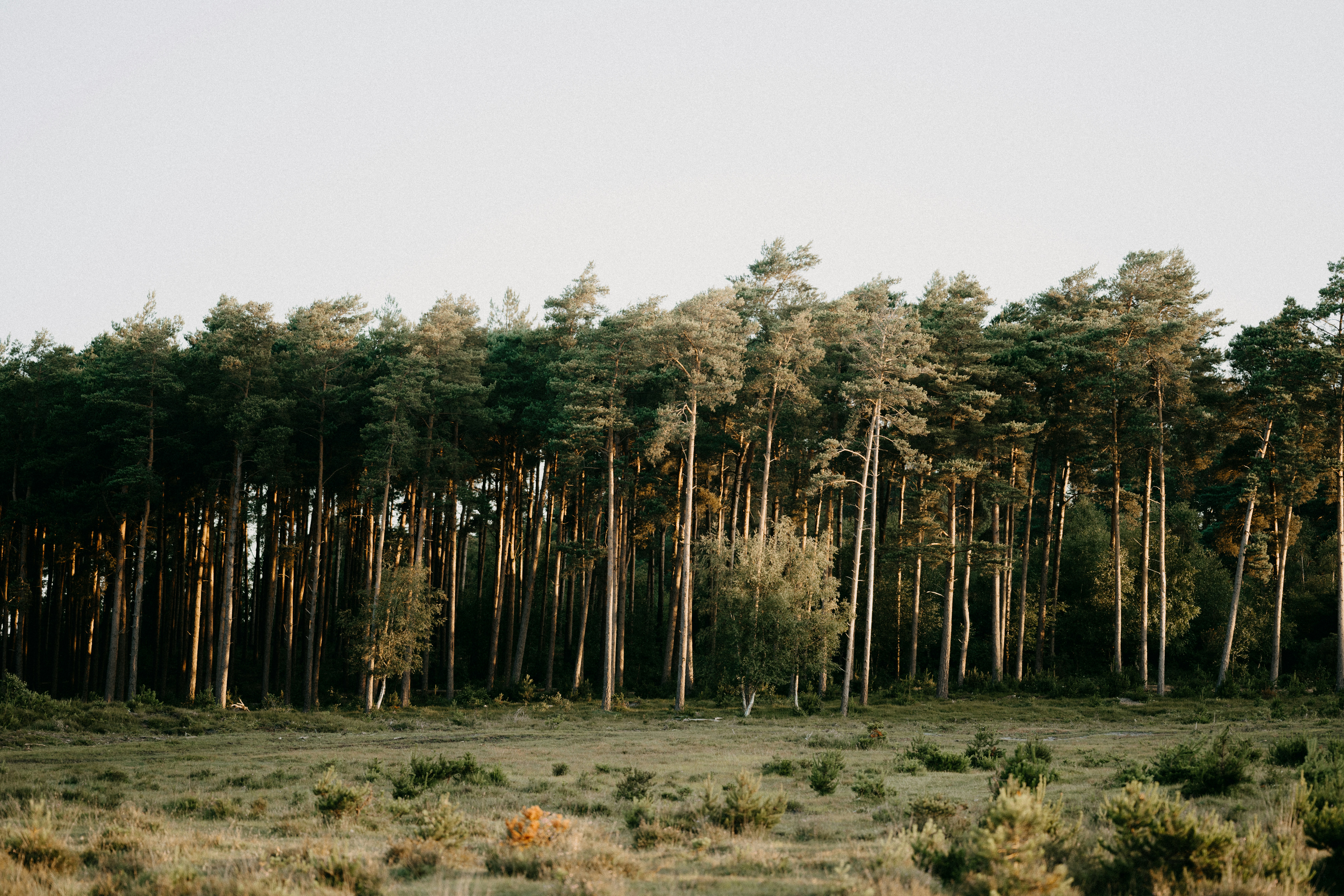 Tall pine trees standing in a serene landscape, their tops illuminated by soft light, with a grassy foreground. 