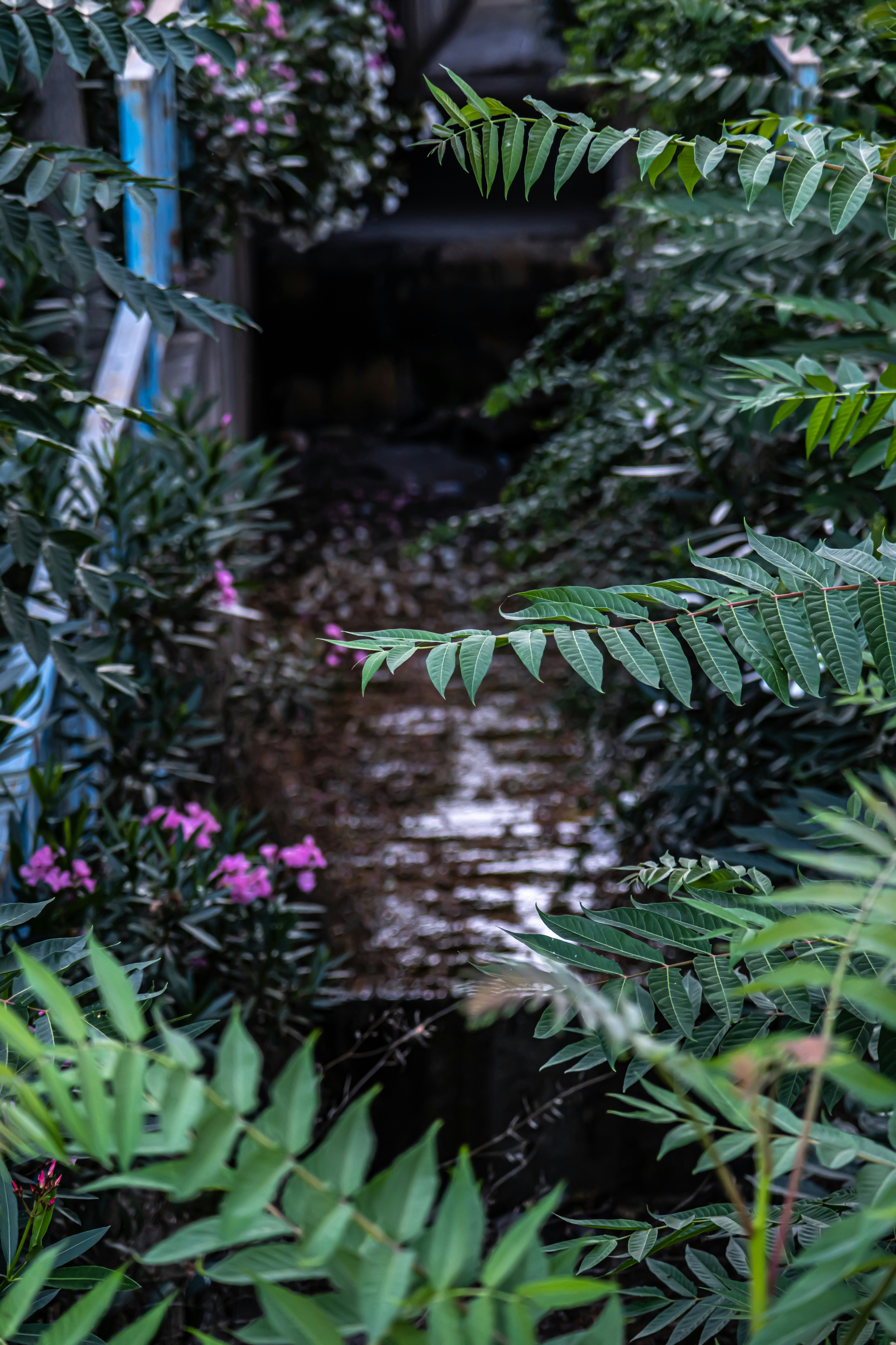 Overgrown Corridor to Hidden Waterway