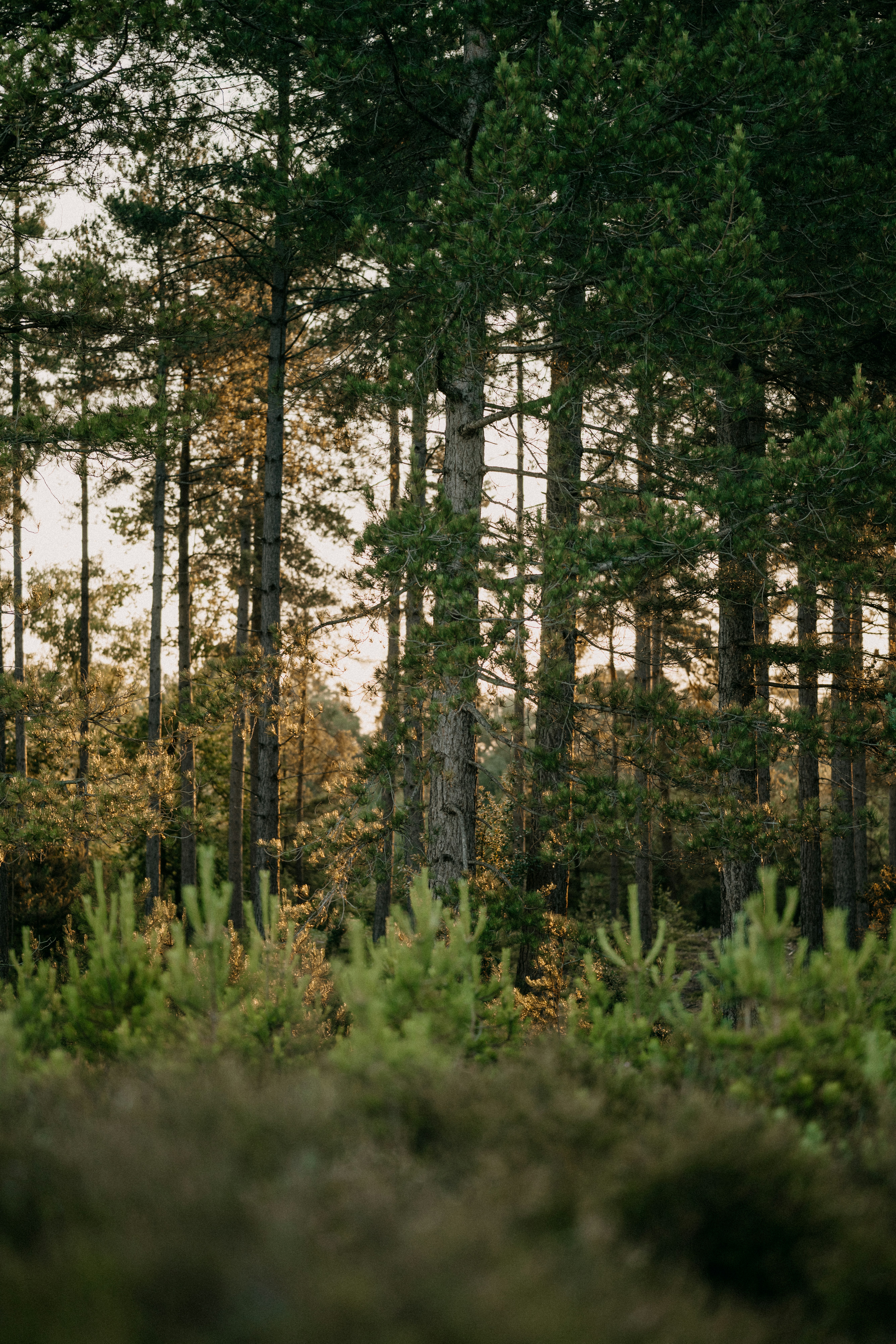 A forest filled with lots of tall trees photo – Free New forest Image ...
