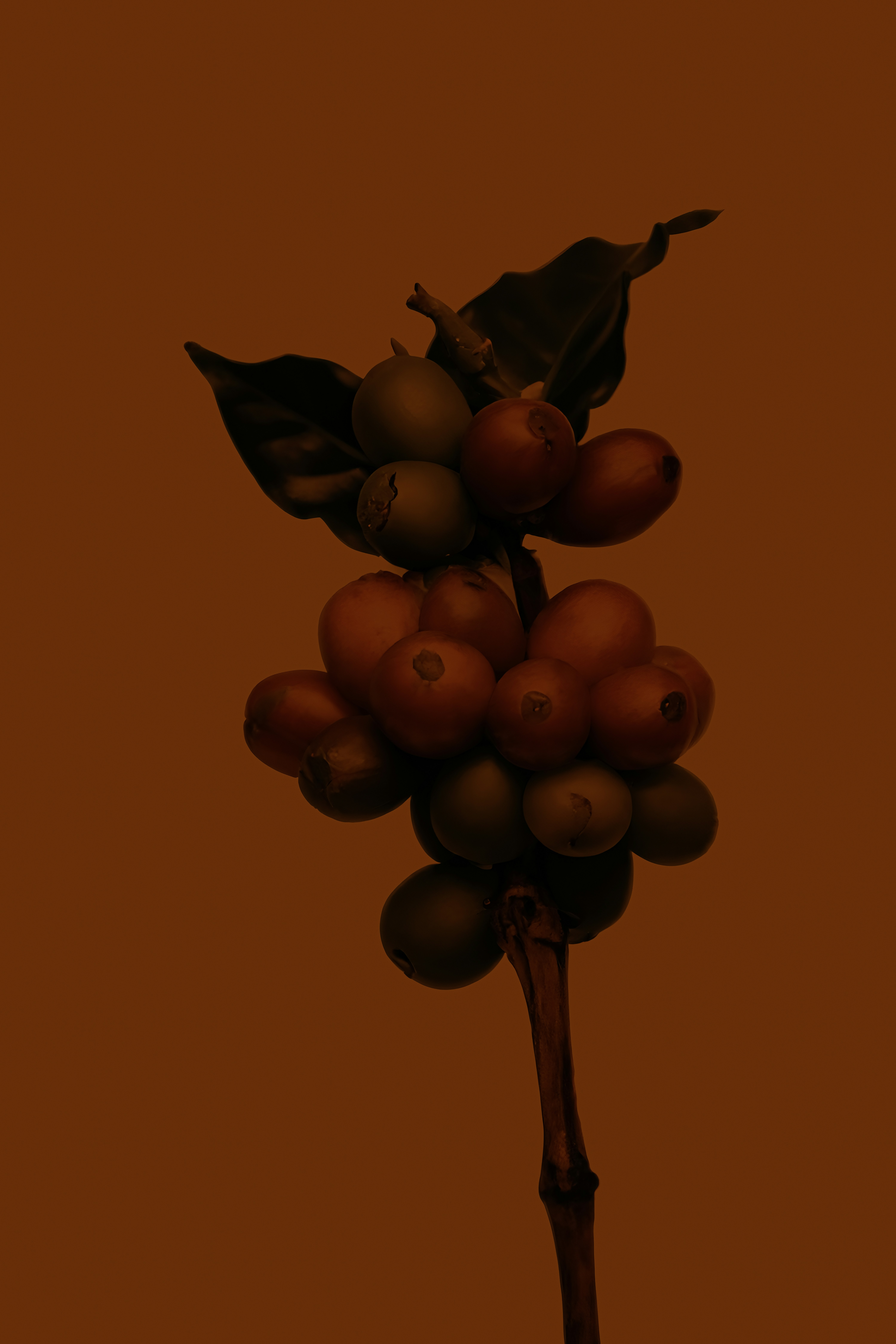 Photo by Allec Gomes with Nikon D7200