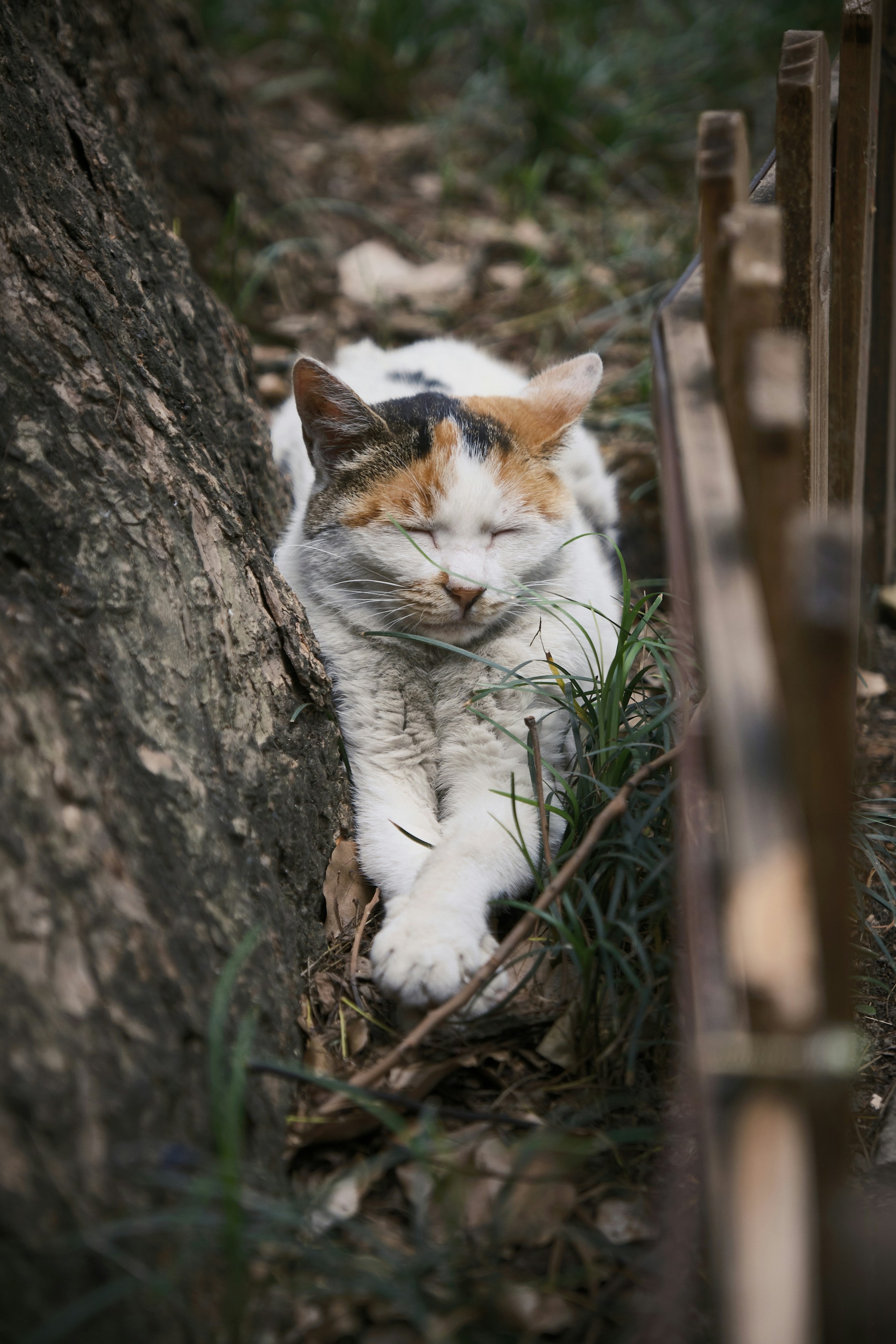 Hidden Comfort: Calico Cat Napping Between Fence and Tree